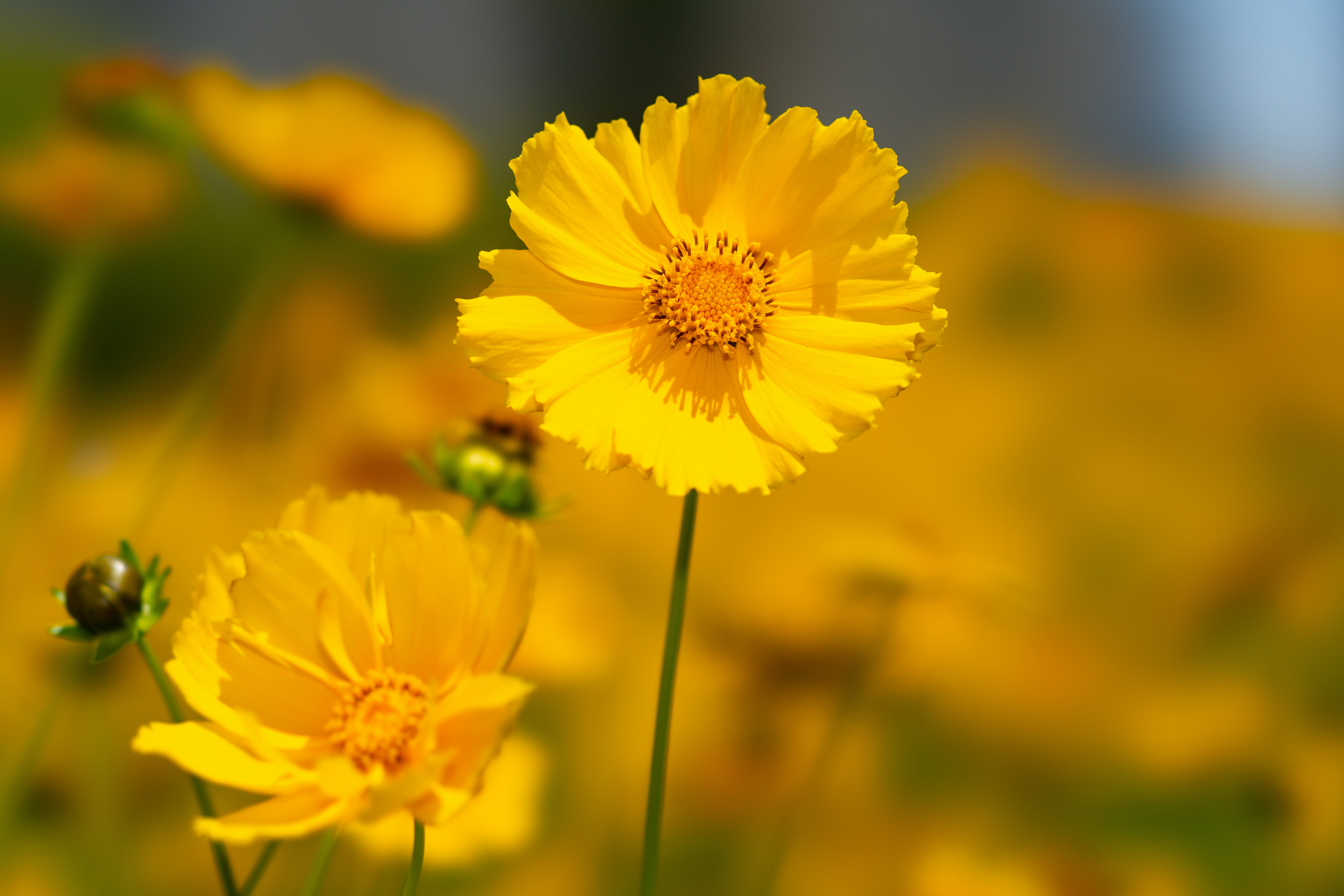 Golden Bloom in Soft Focus Field