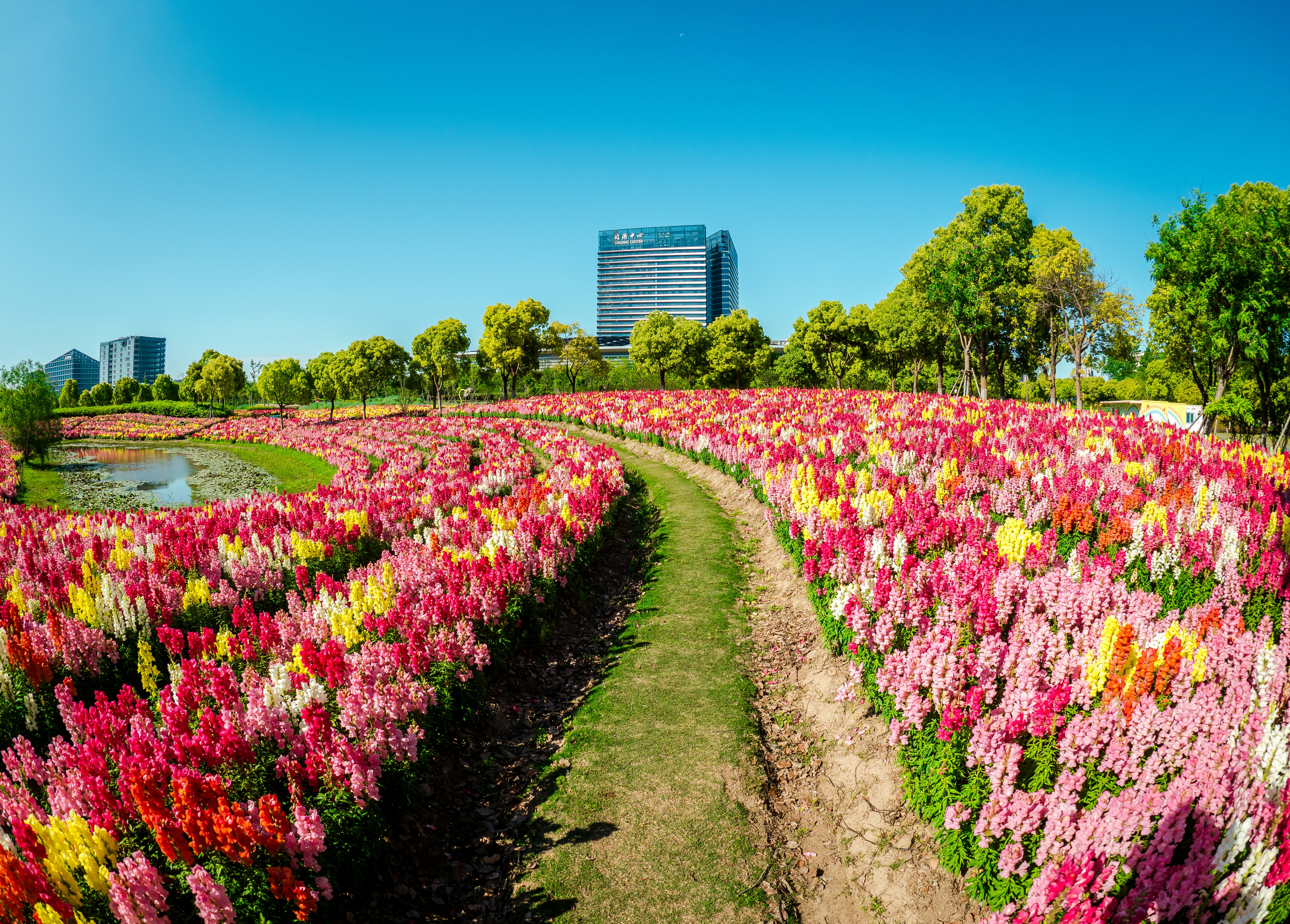 Row by Row: A Sea of Color Along the Garden Path