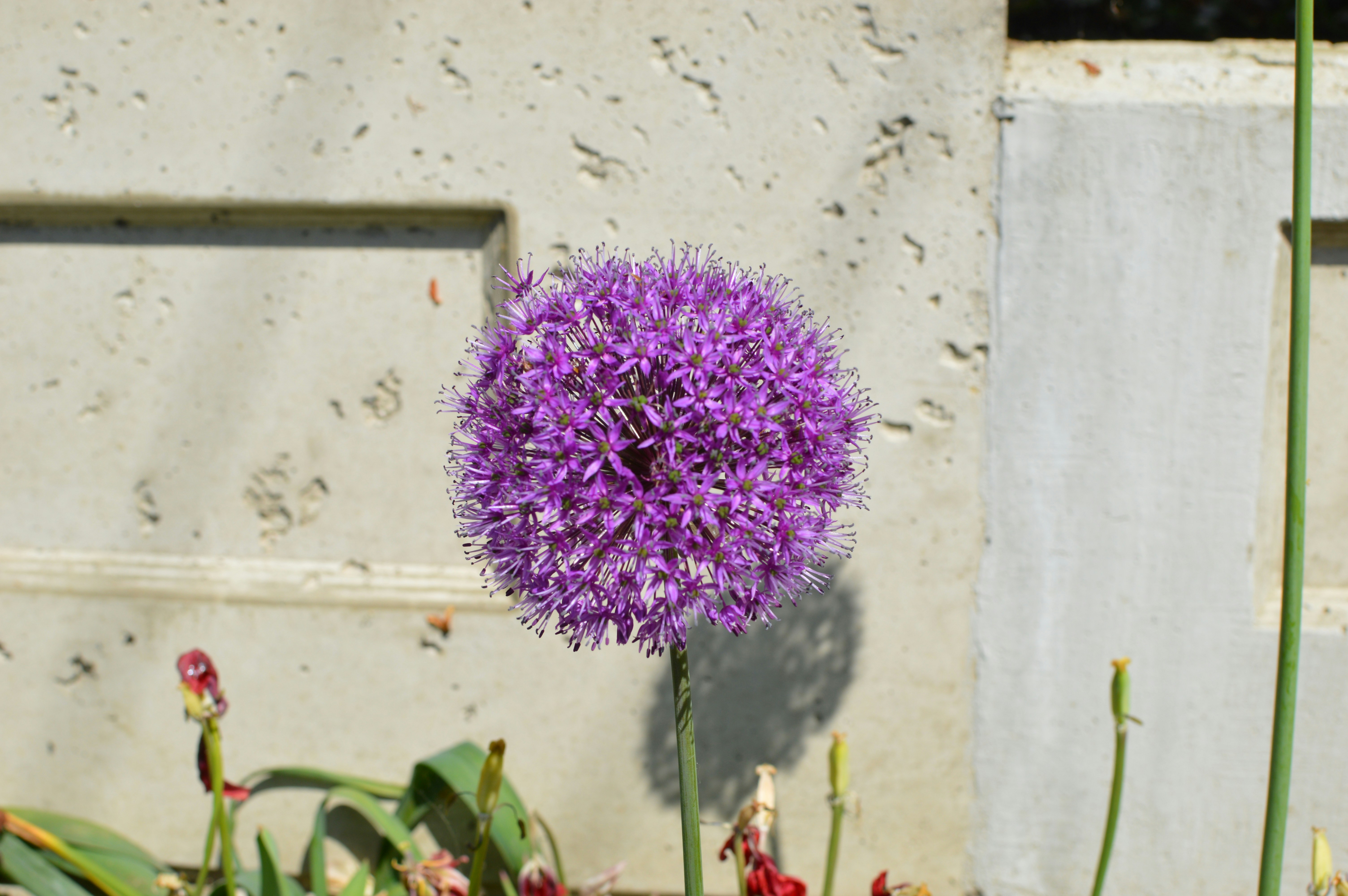 Purple Allium Against a Concrete Backdrop