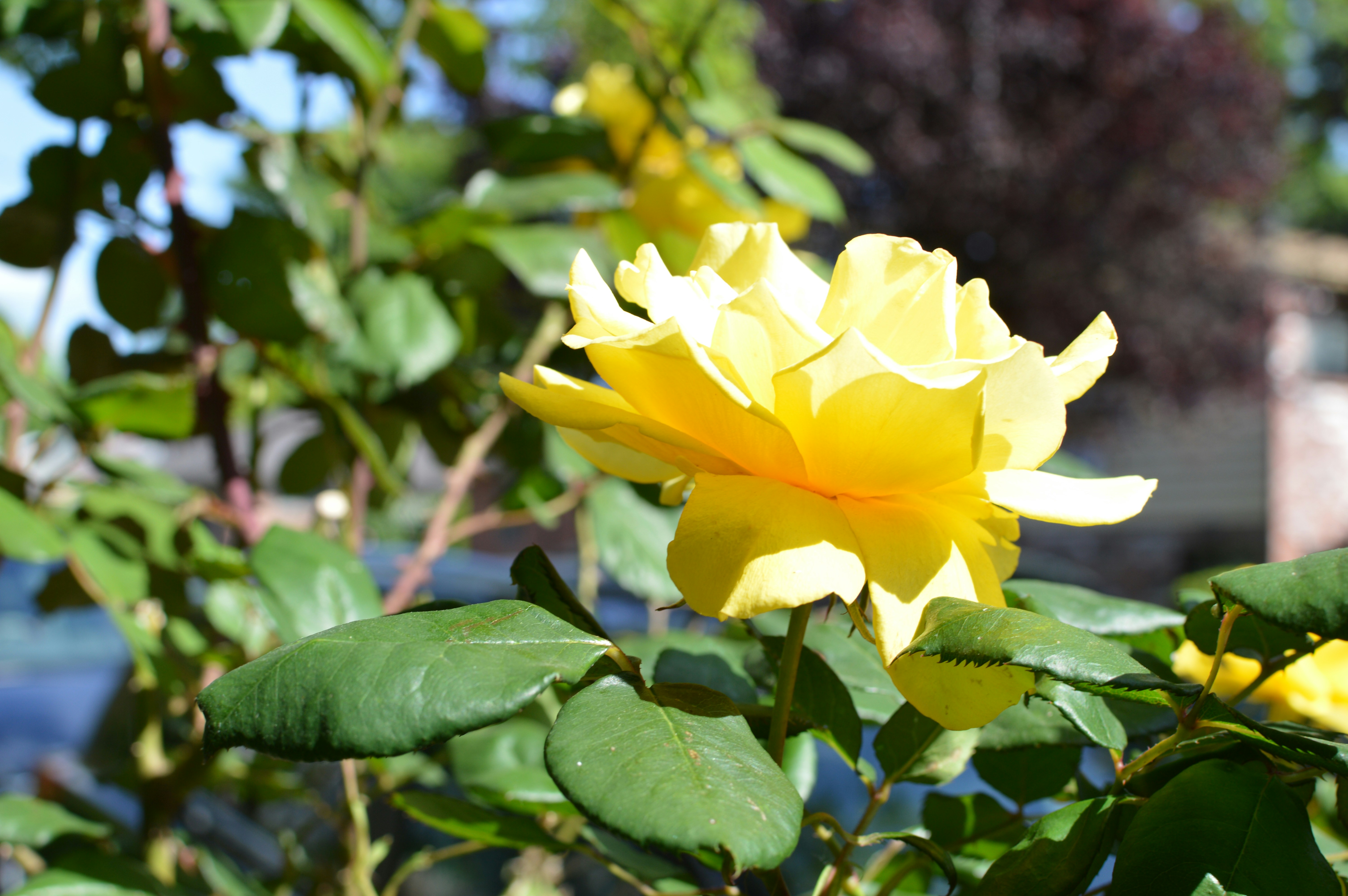 Sunlit Golden Rose Amid Deep Green Foliage