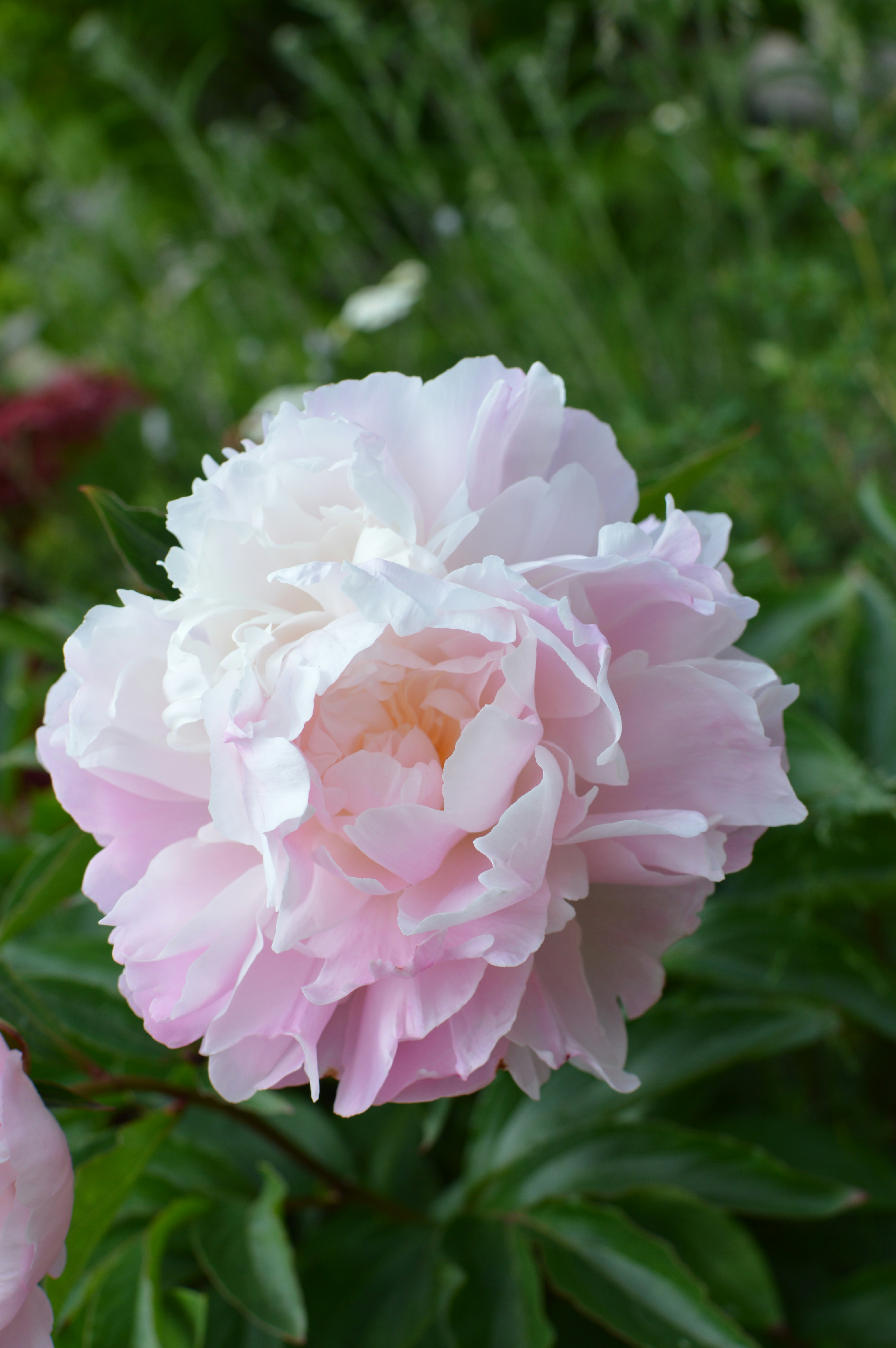 Soft Blush Bloom: Close-up of a Pink Peony in Garden Quiet