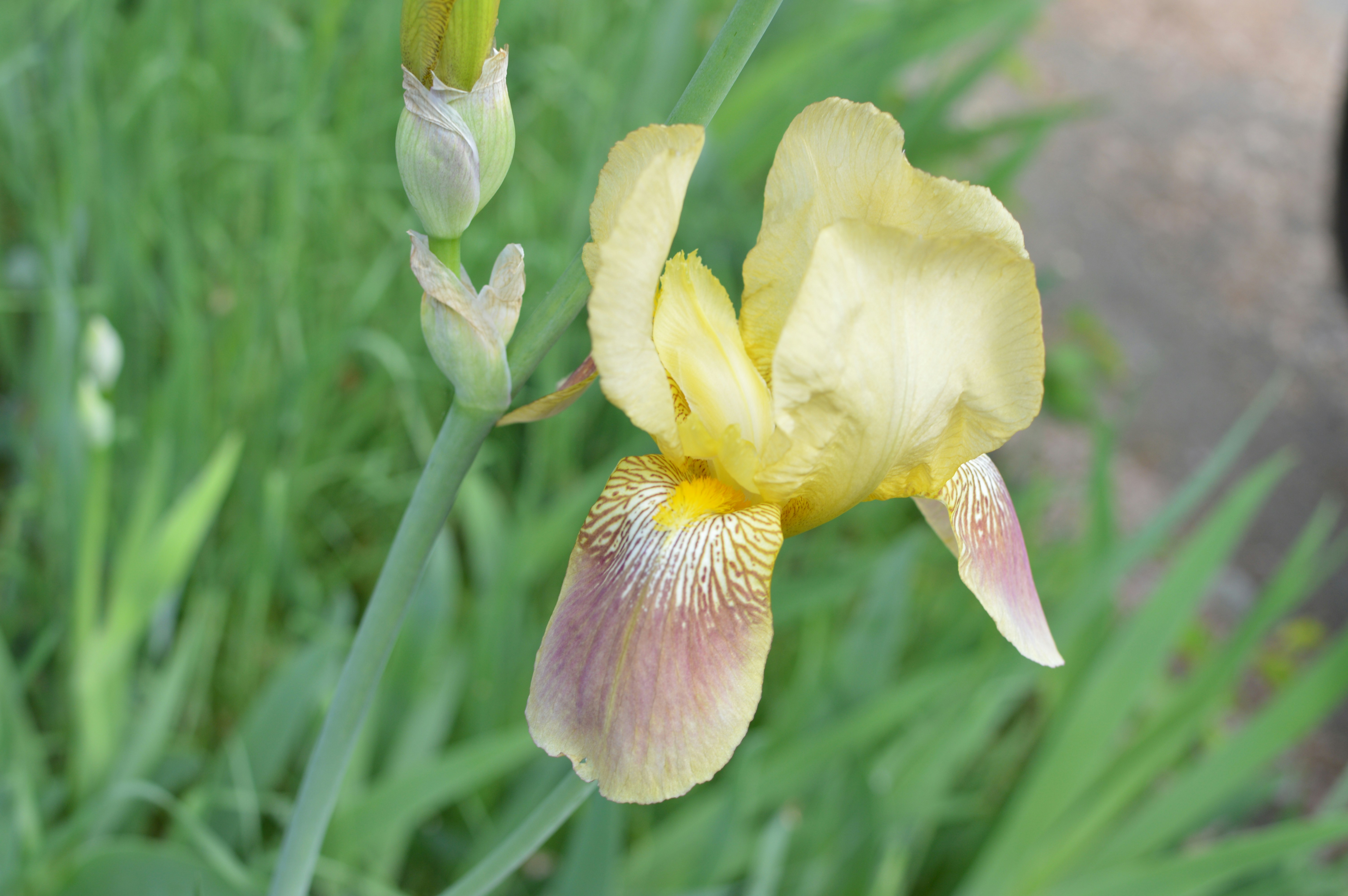 Ivory Iris in Morning Light