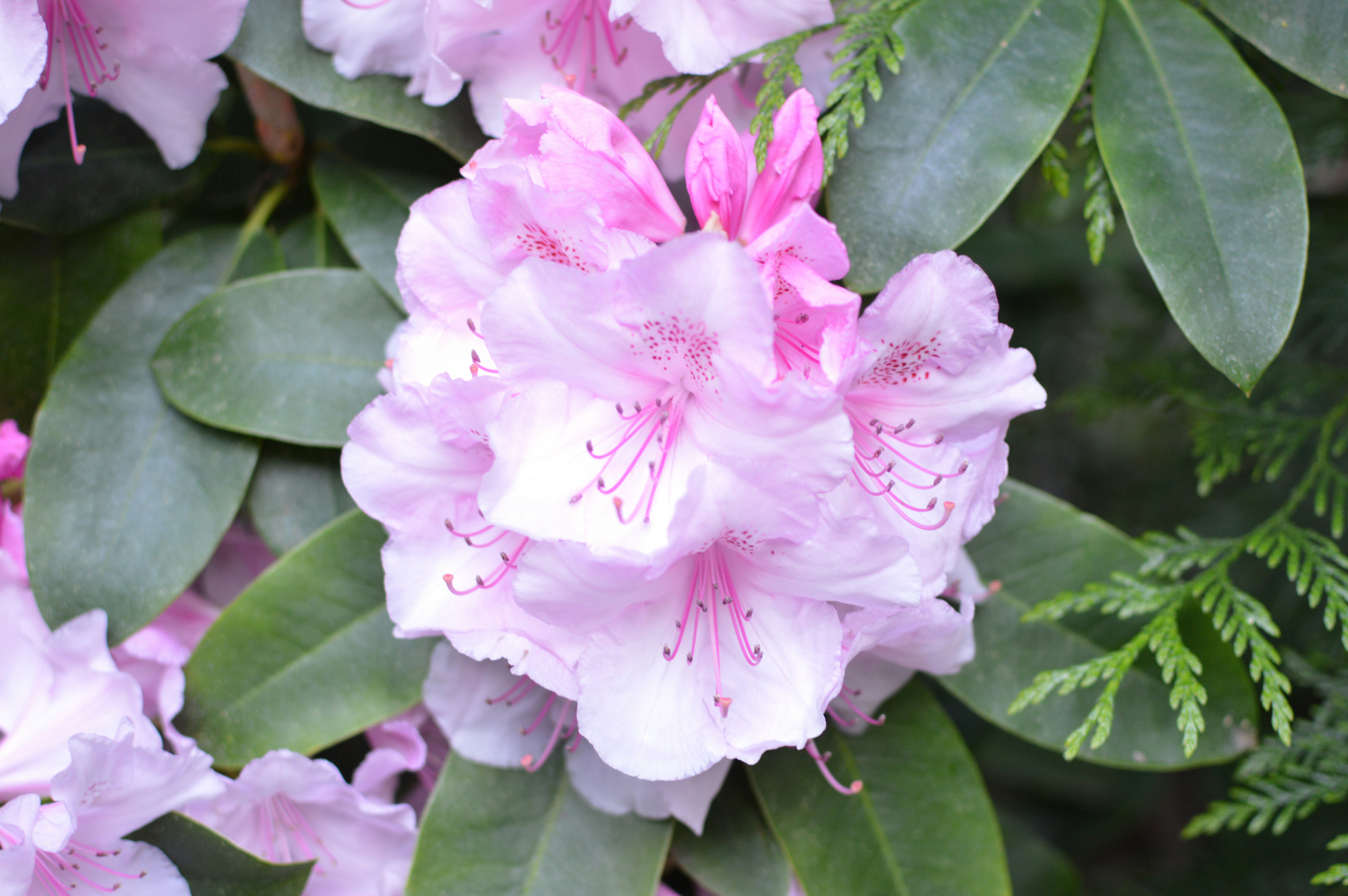 Blossom Center: A Close-Up of Pink Azaleas in Lush Foliage