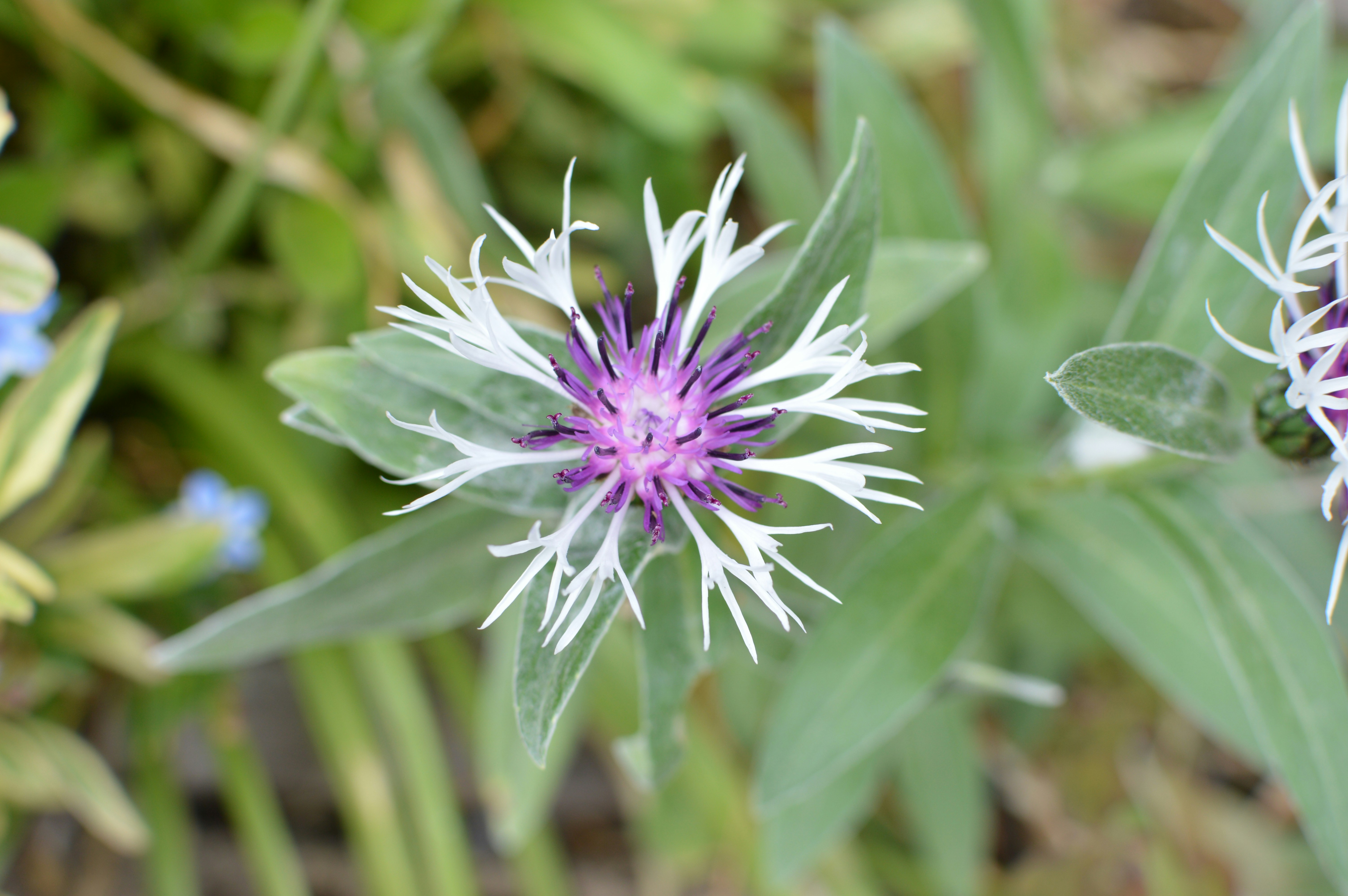 Magenta-centered bloom with white filigree petals