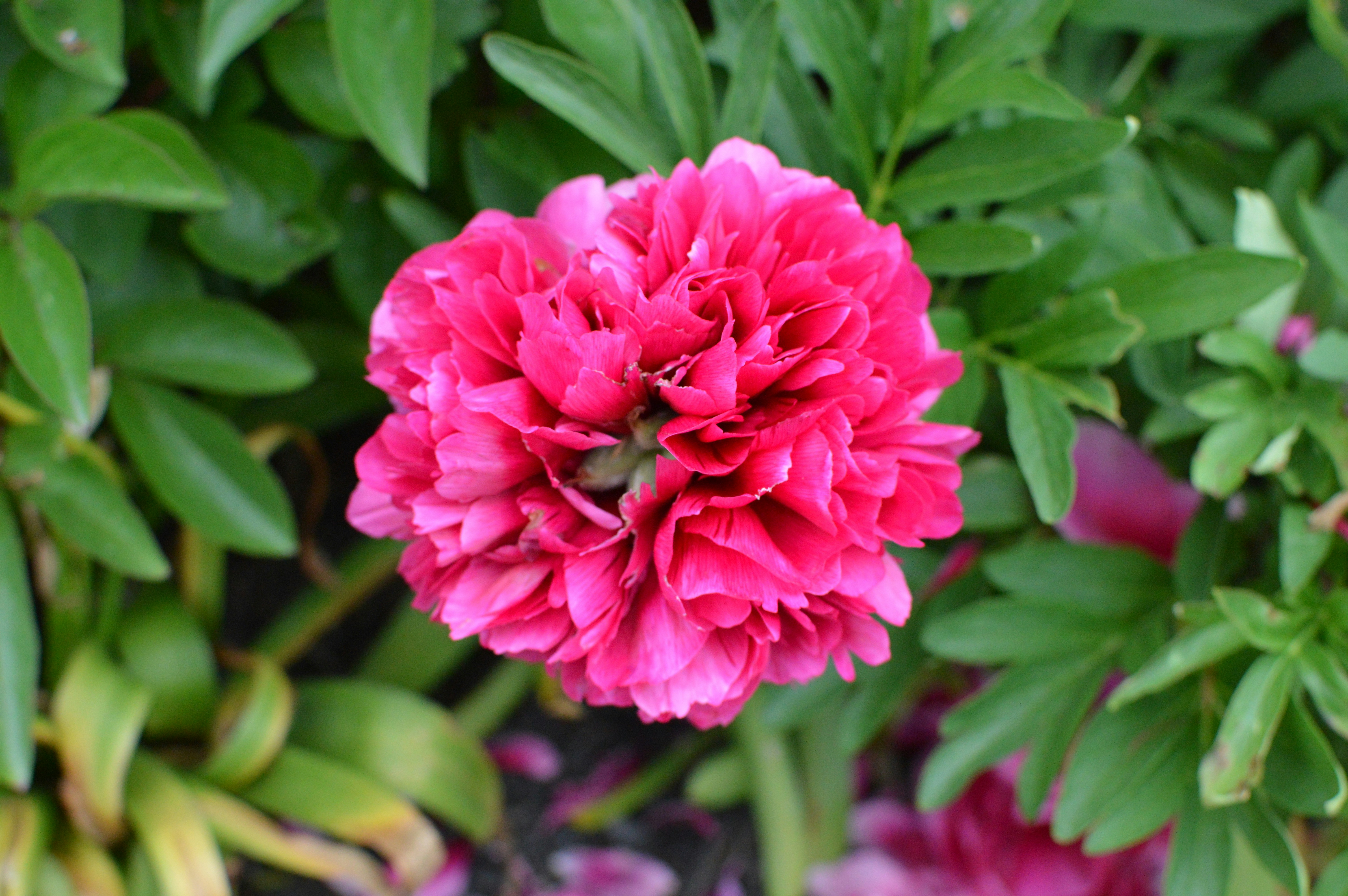 Crimson Blooms: A Central Peony Amid Verdant Backdrop