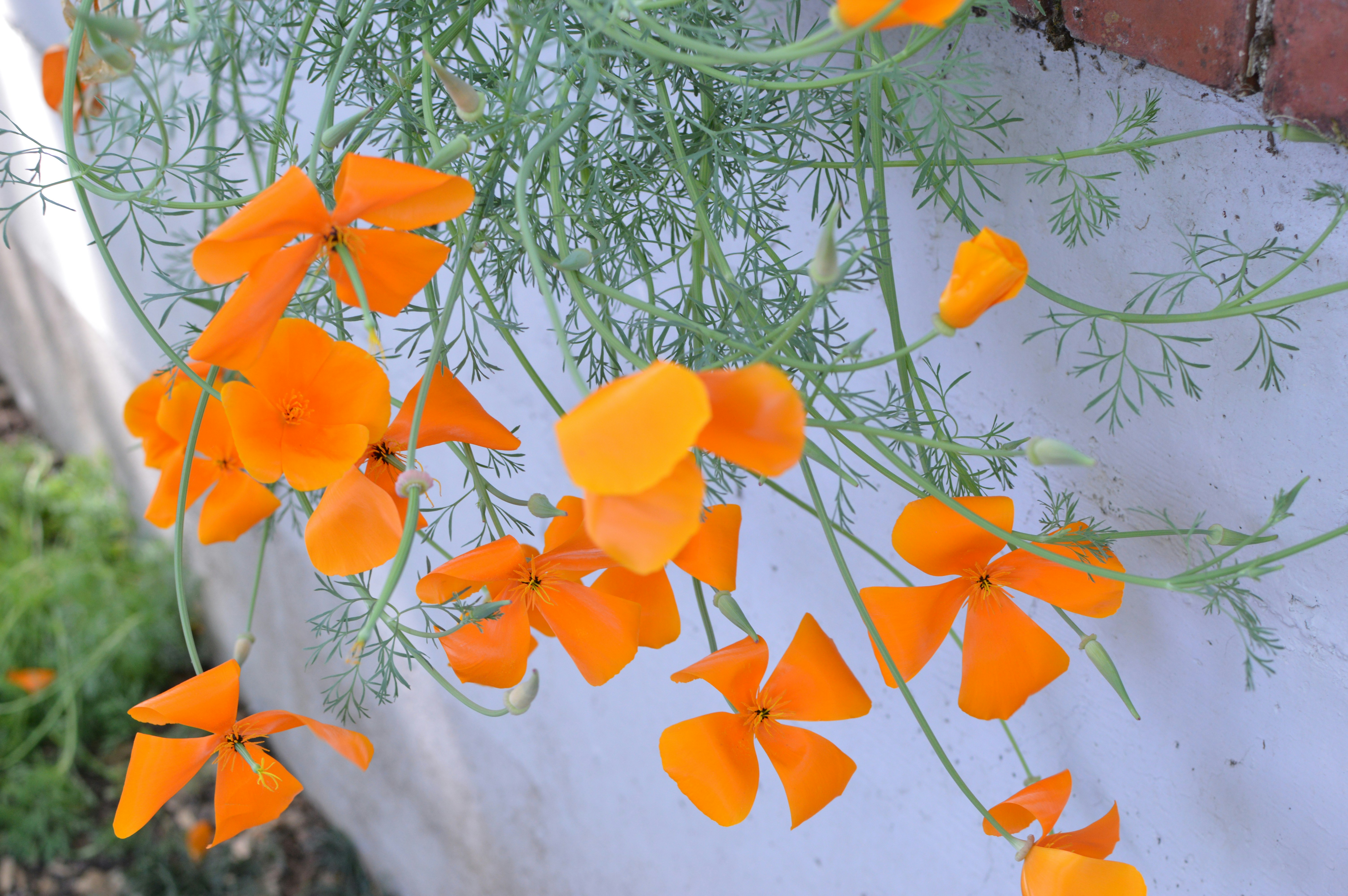 Orange blossoms spill over a sunlit concrete ledge