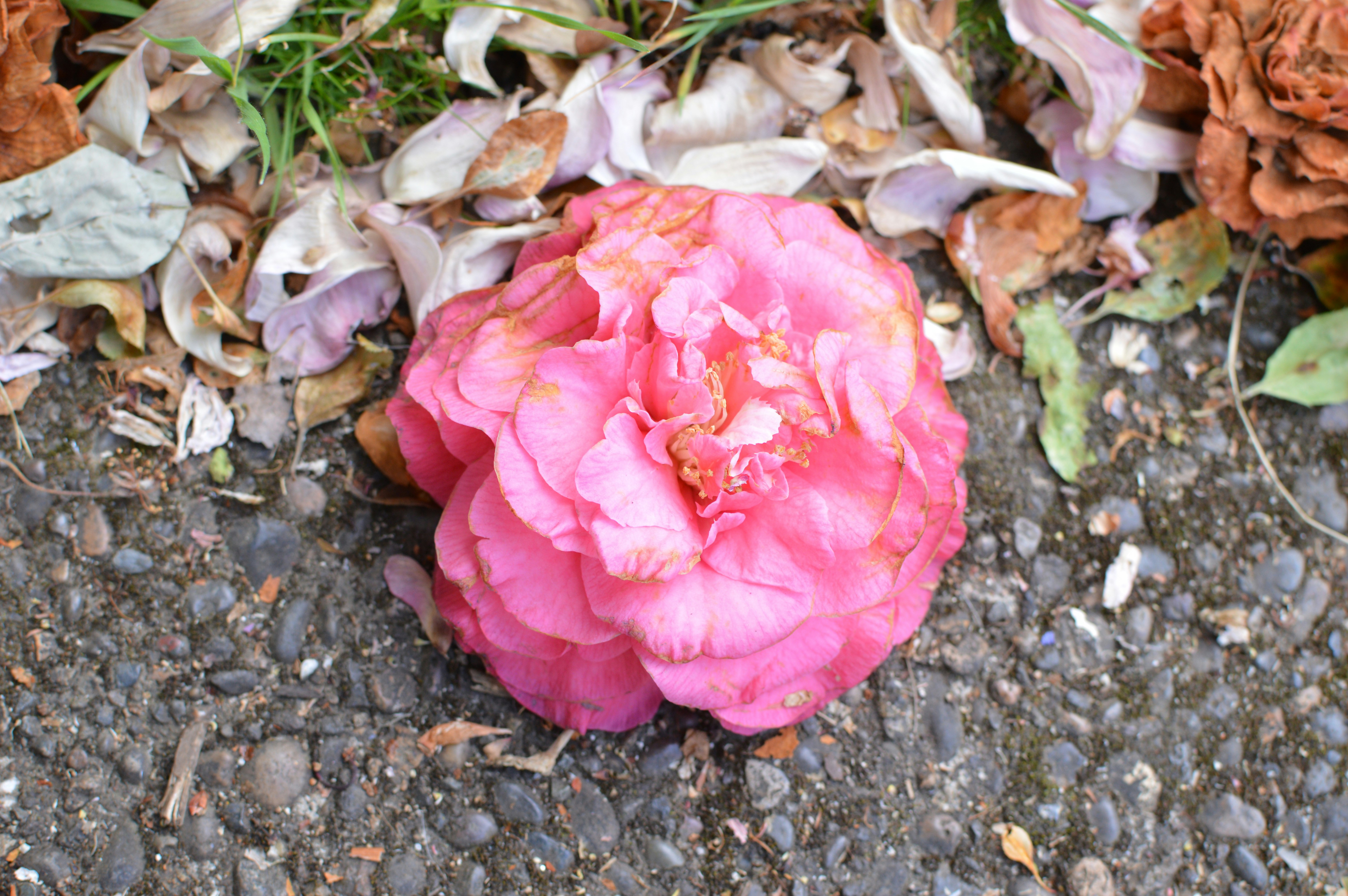 Pink Rose on Gravel: Centered Bloom Amid Autumn Debris