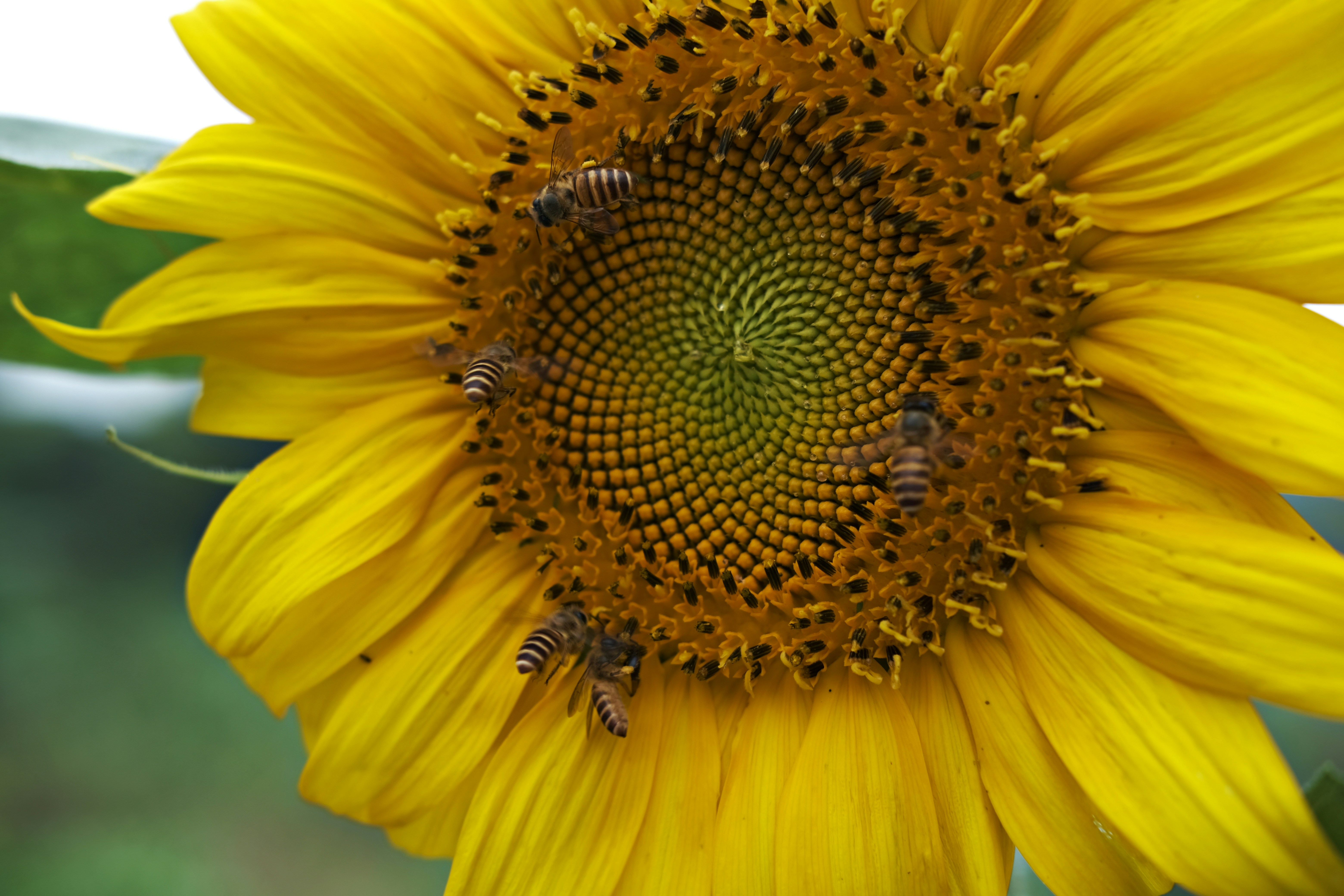 Golden Spiral: Bees at the Center of a Sunlit Blossom