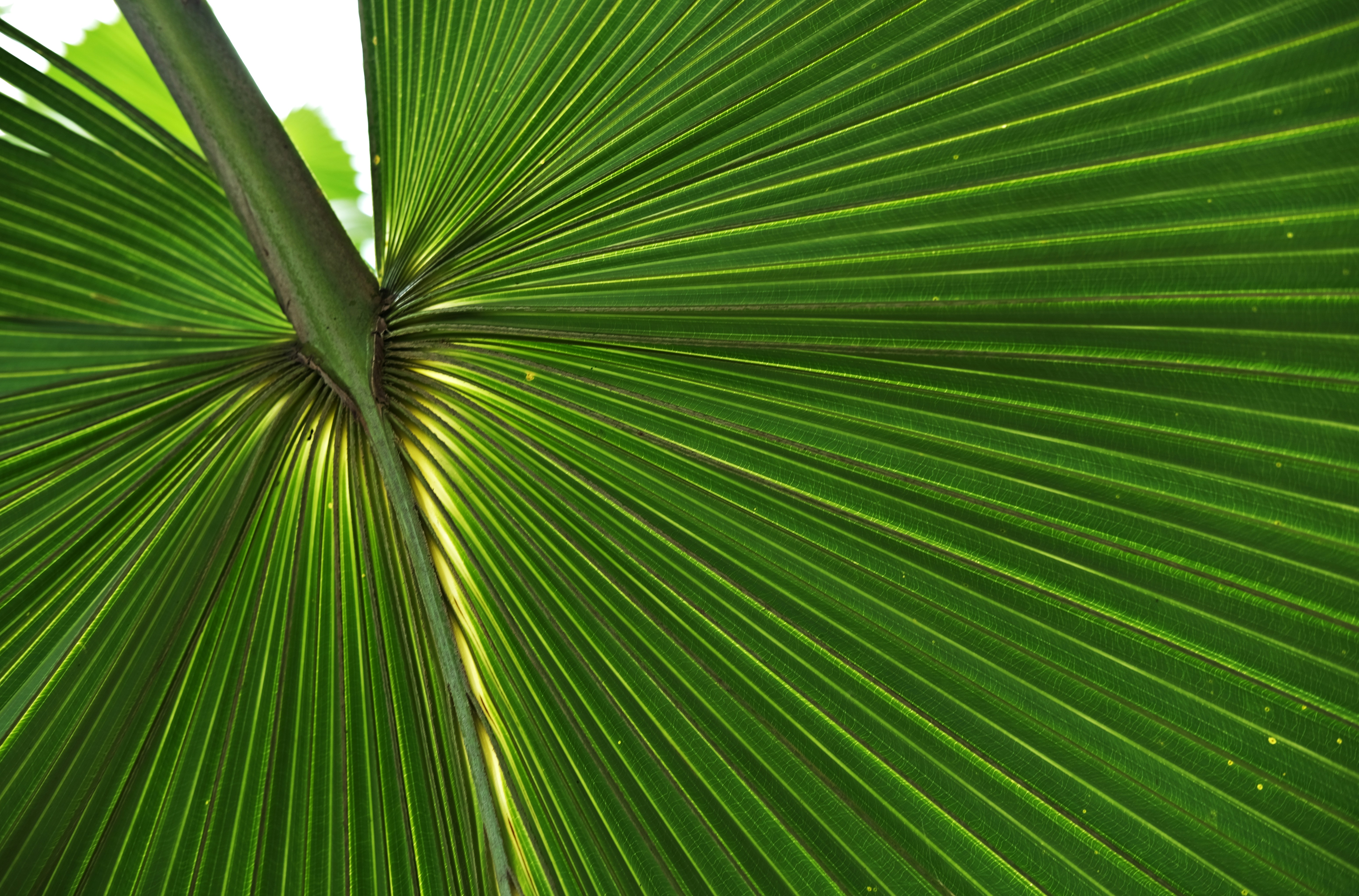Radiant Radial: The Palm Frond’s Geometric Burst