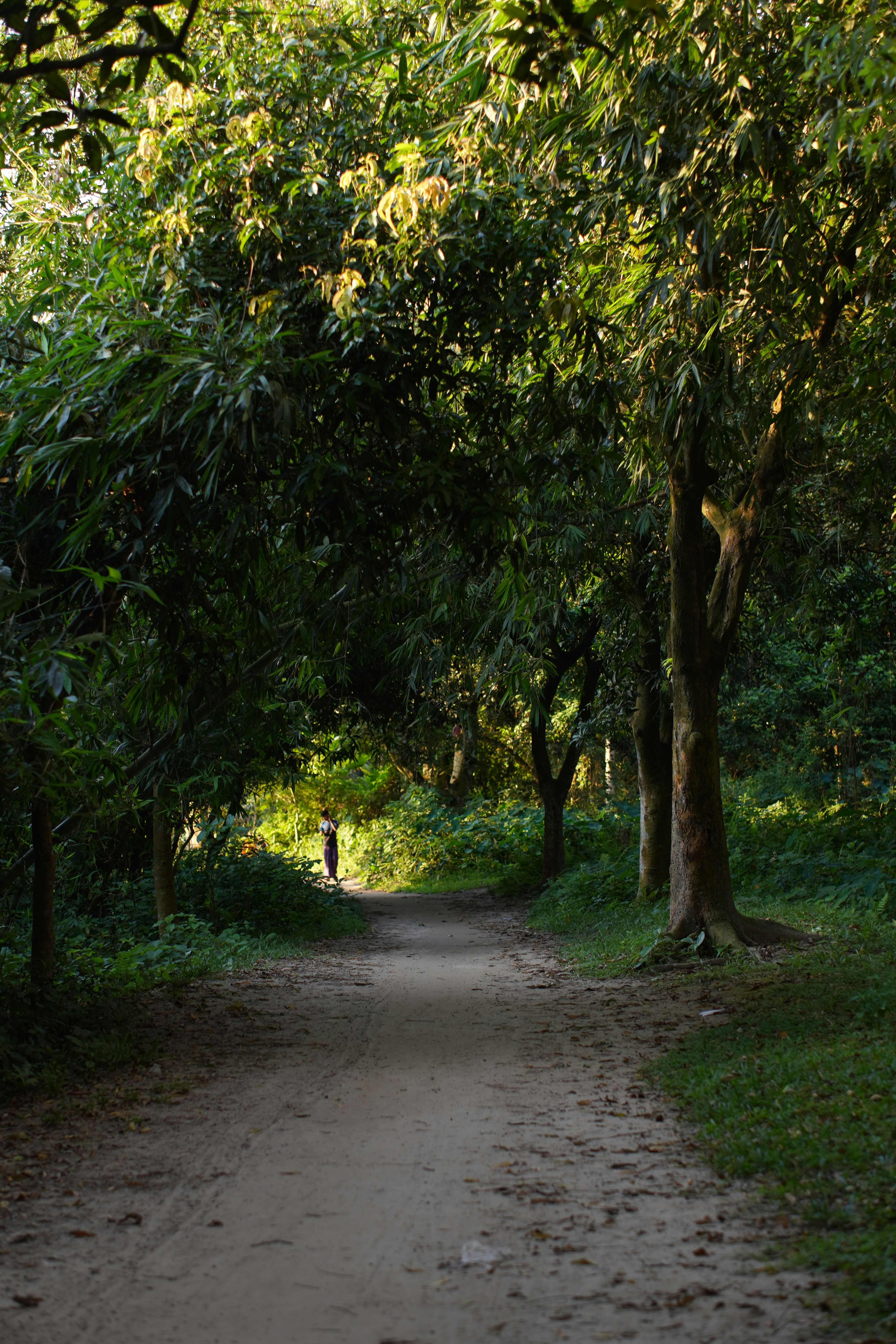 Pathway Through a Quiet Forest Edge at Dusk
