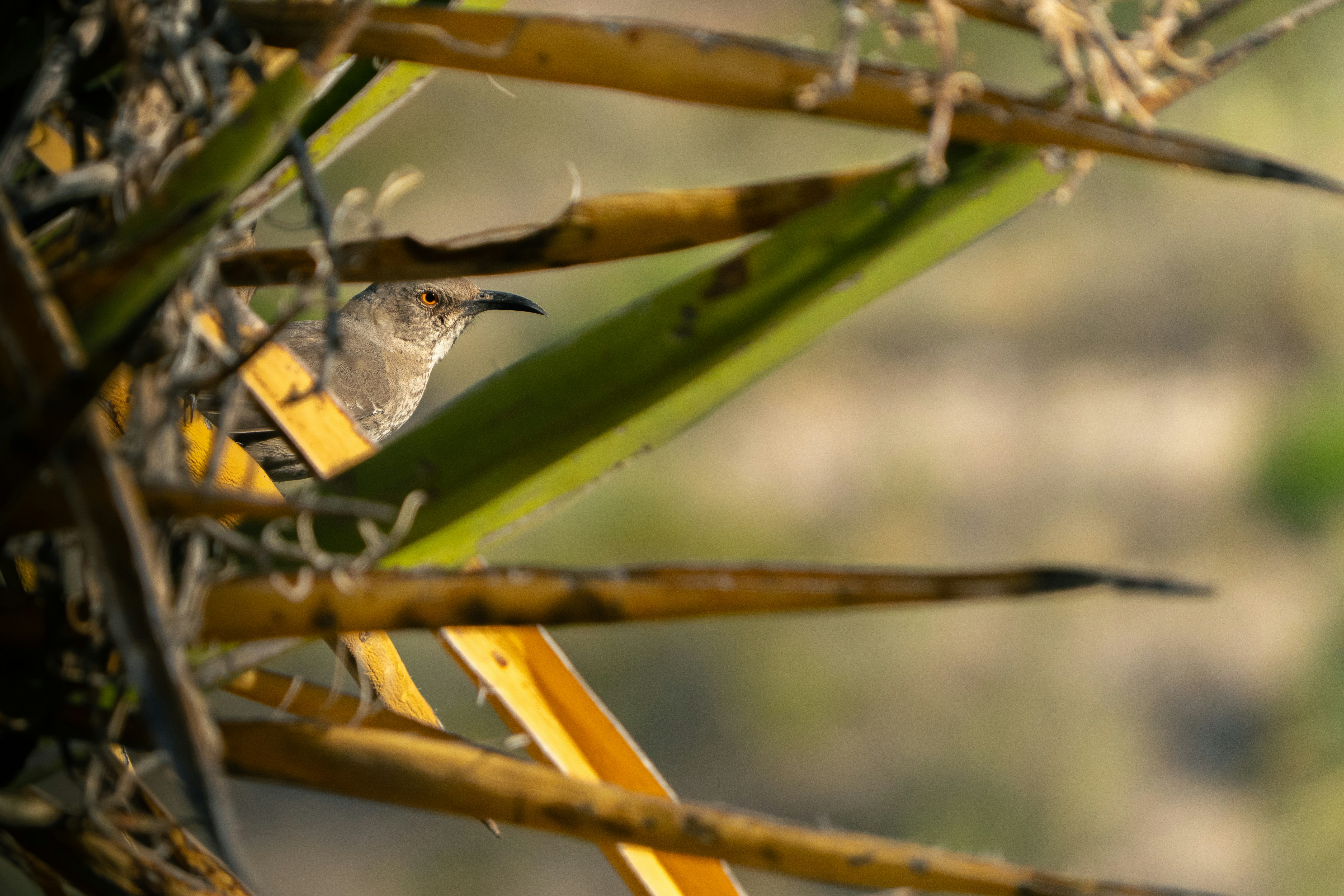 Hummingbird on a Thistle: a Distant Beak Amid Plant Shadows