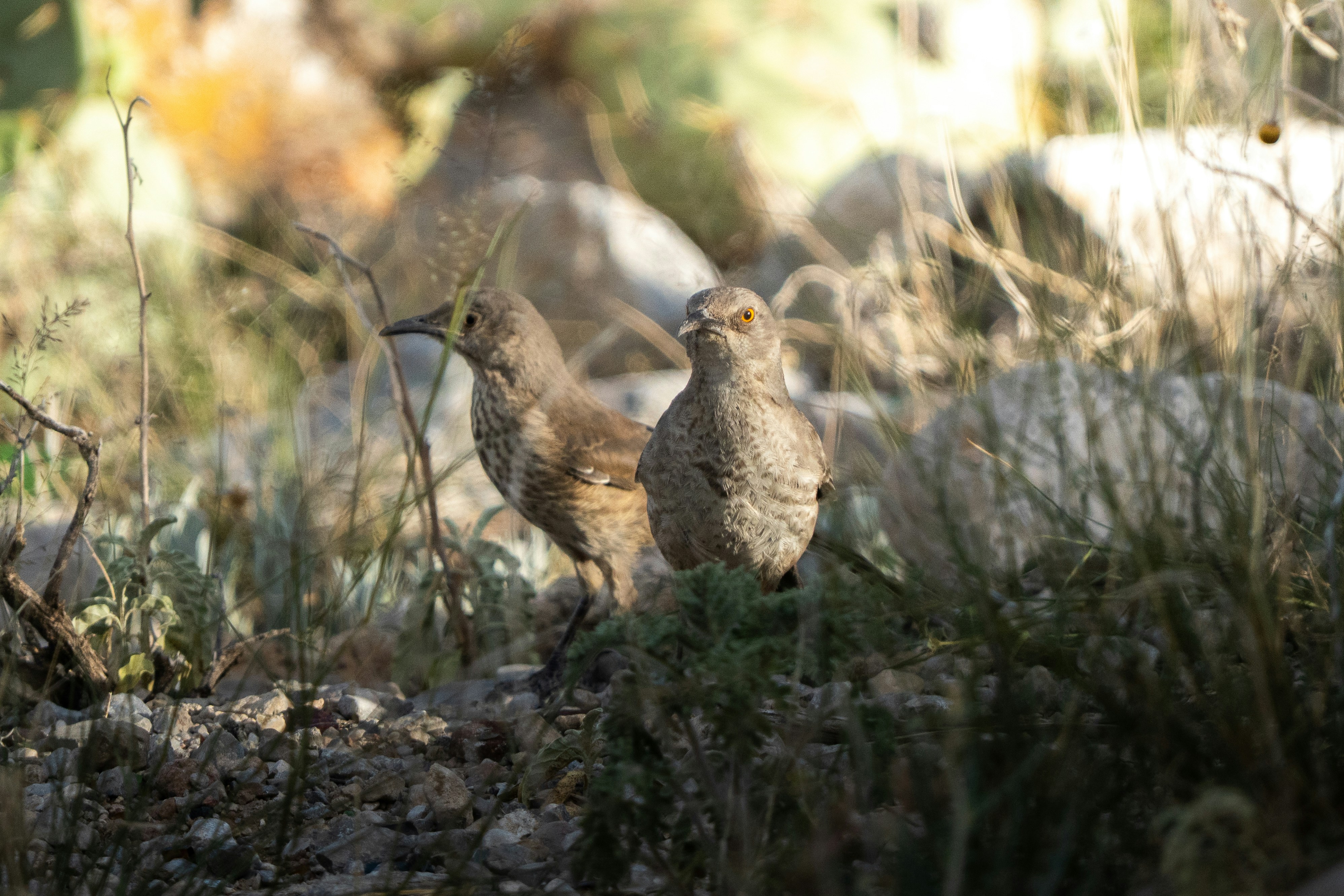 Two Warblers Amid Gravel and Thicket