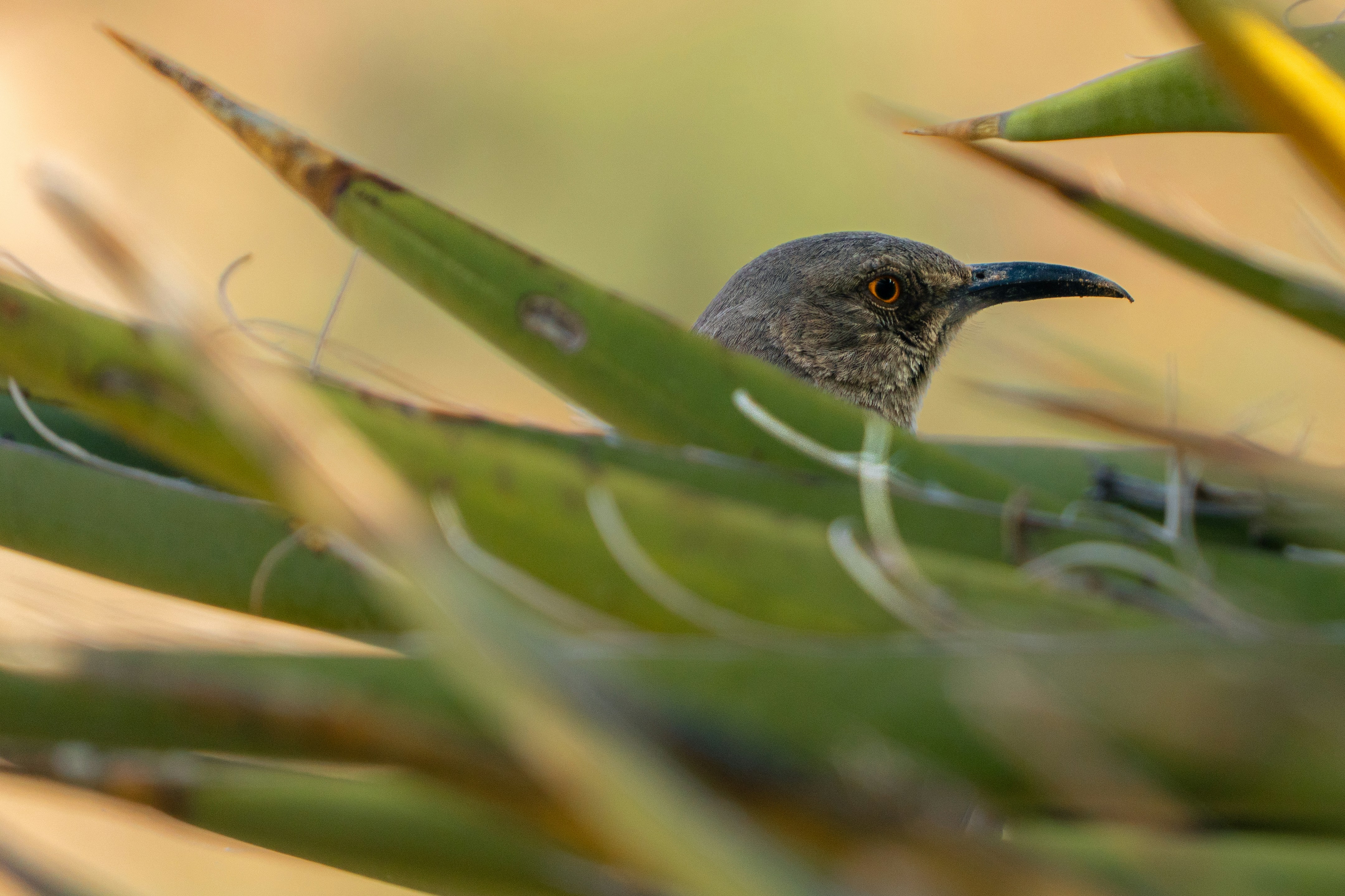 Hidden Watcher in the Reeds
