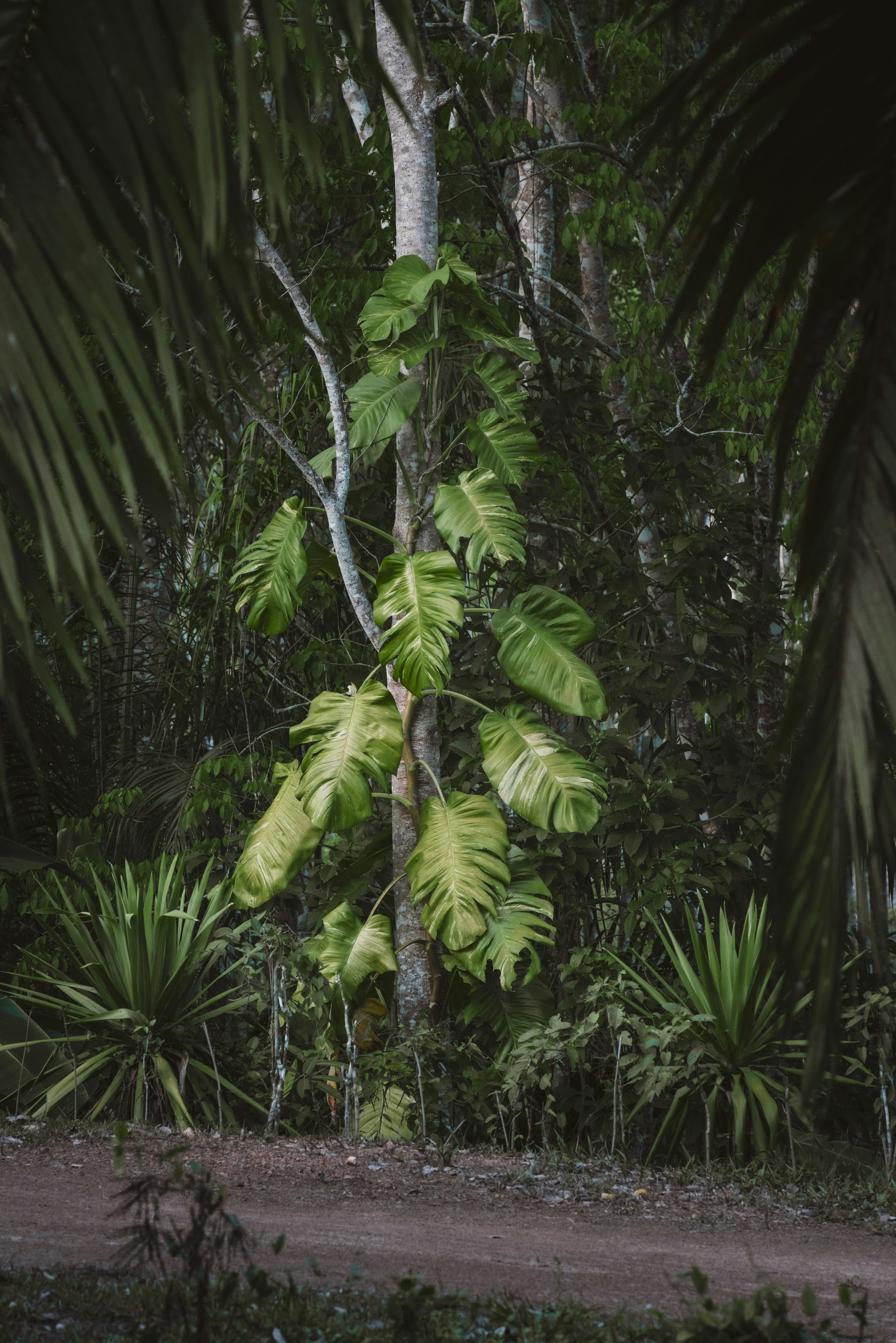 Green Cathedral: Central Monstera and Friends in Dappled Jungle Light