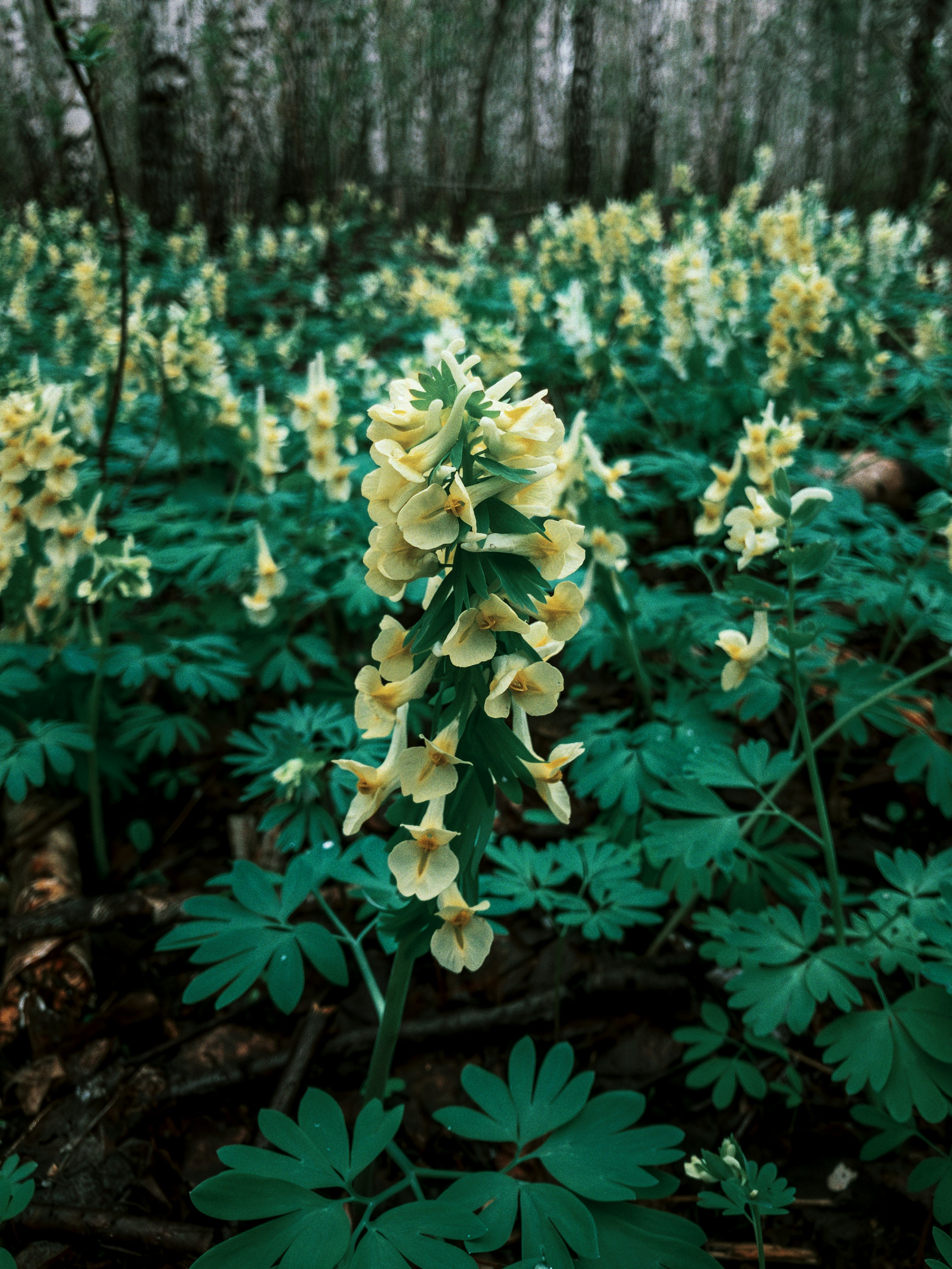Central Spike of Cream: A Lone Orchid in a Sea of Ferns