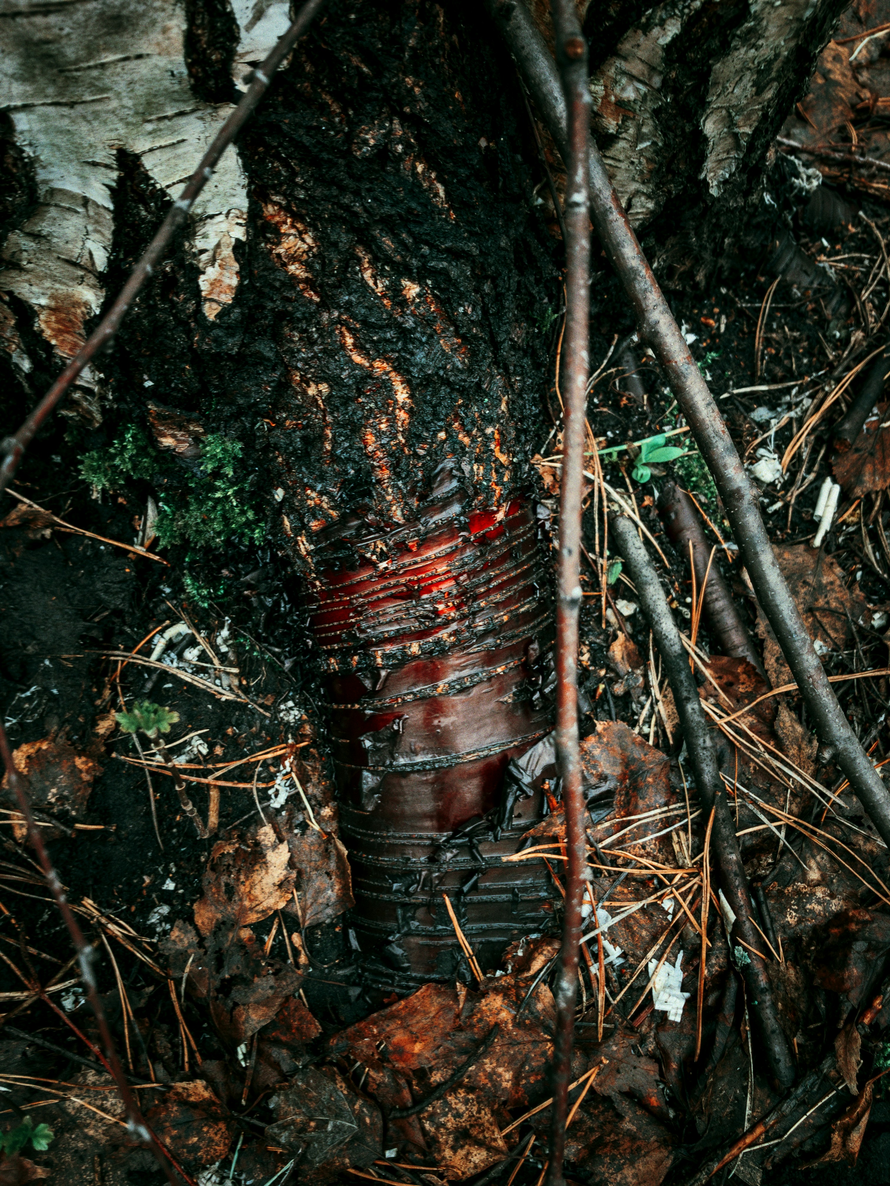 Red-banded Tree Trunk Reveal in Damp Forest Floor