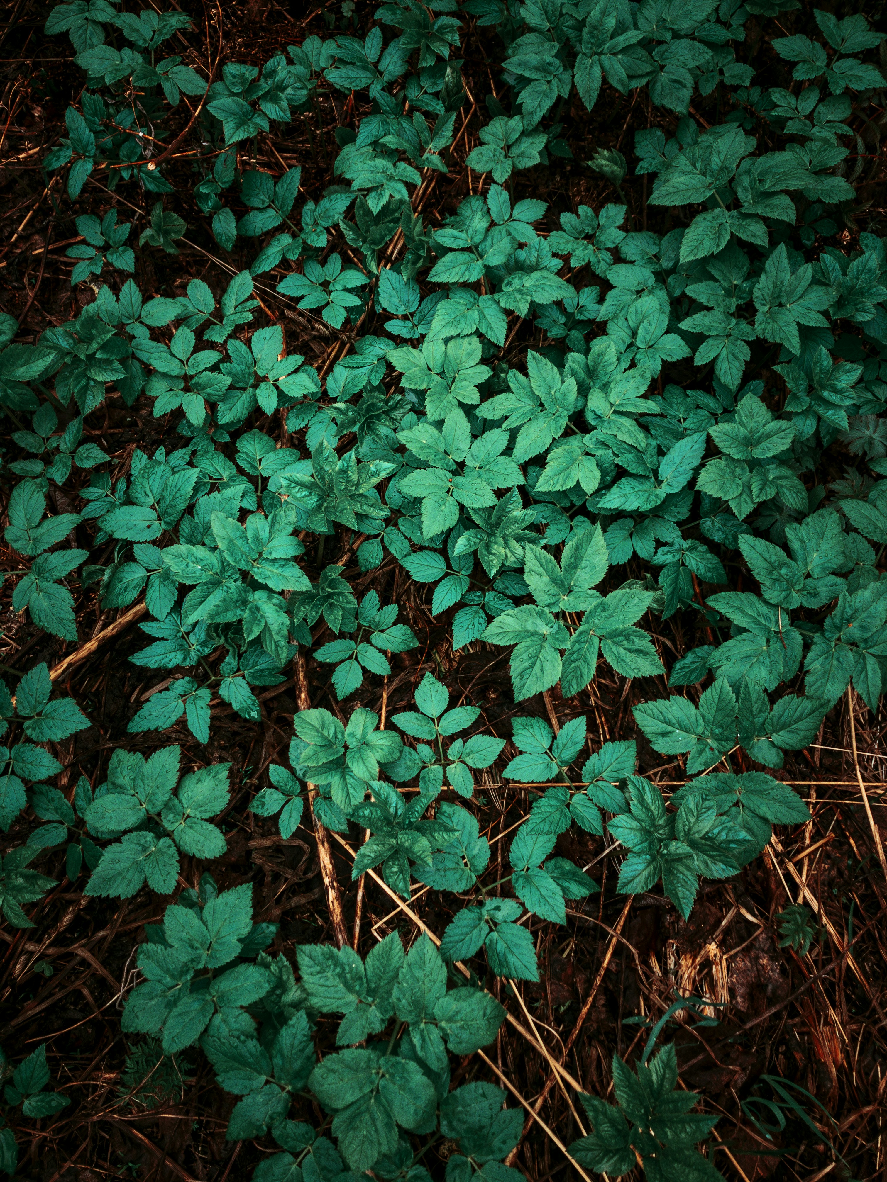 Verdant Understory: a carpet of serrated emerald leaves