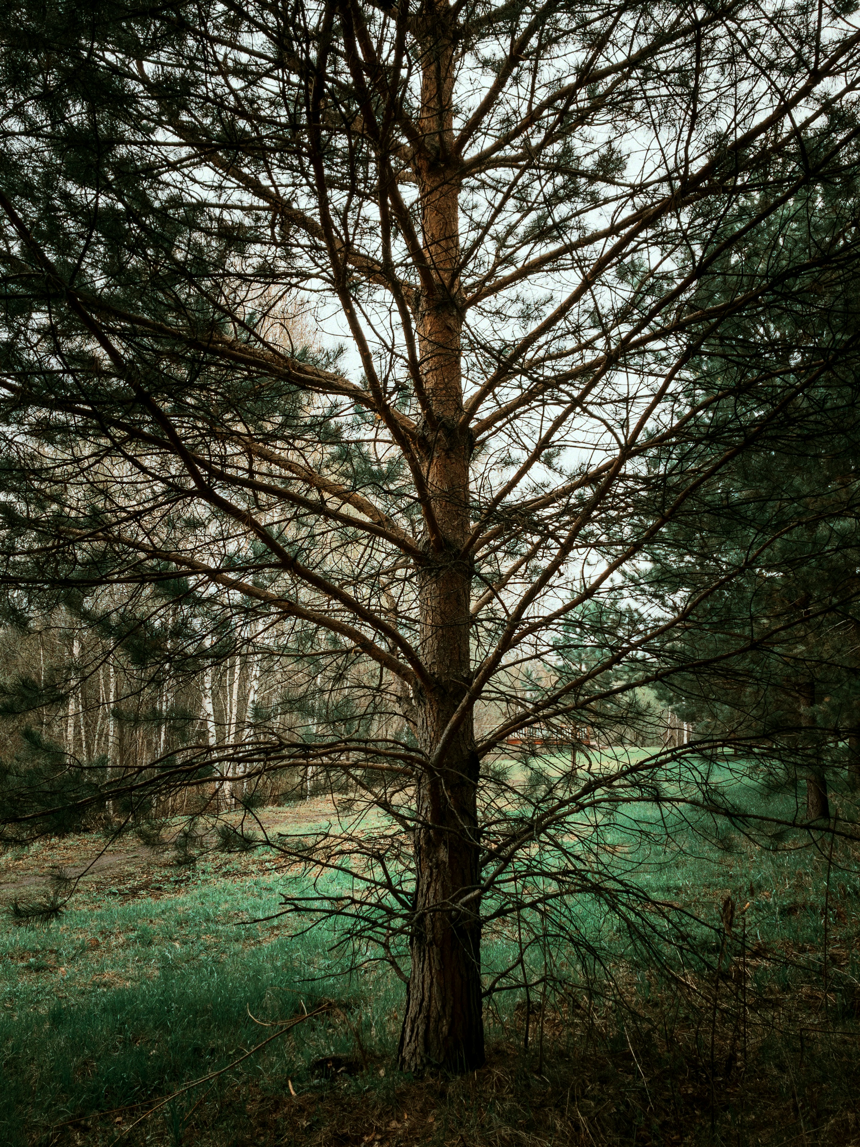 Center-trunk Sentinel: A solitary pine amid a green clearing