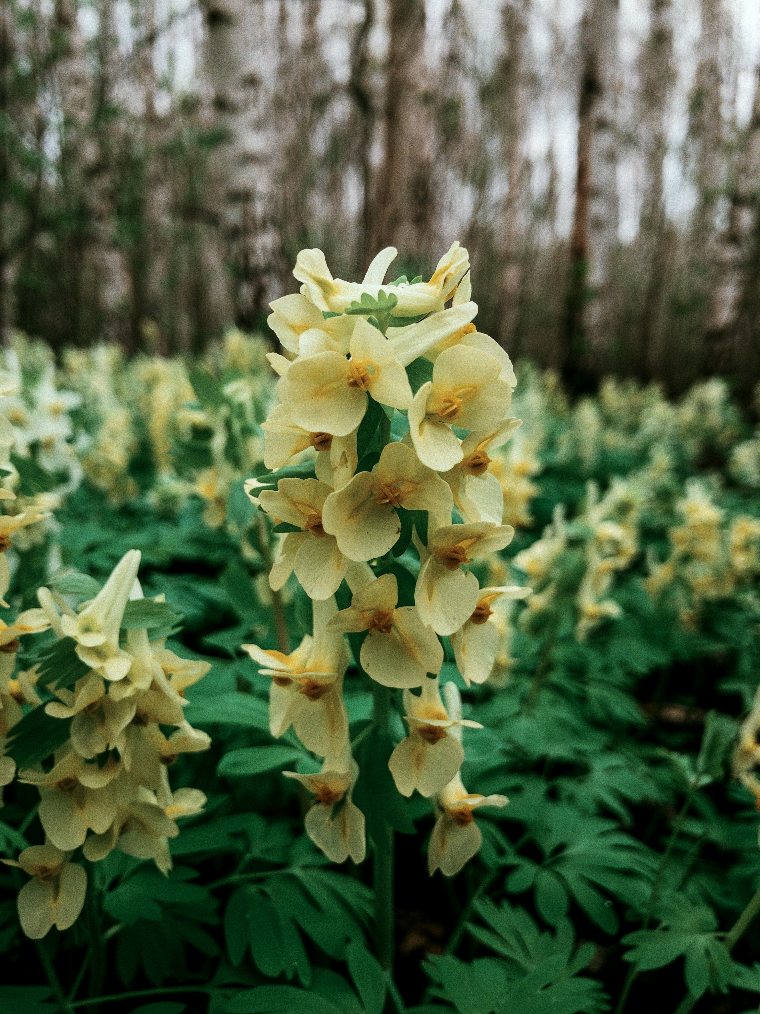 Creamy spikes of spring: a close-up of pale yellow orchid-like blooms