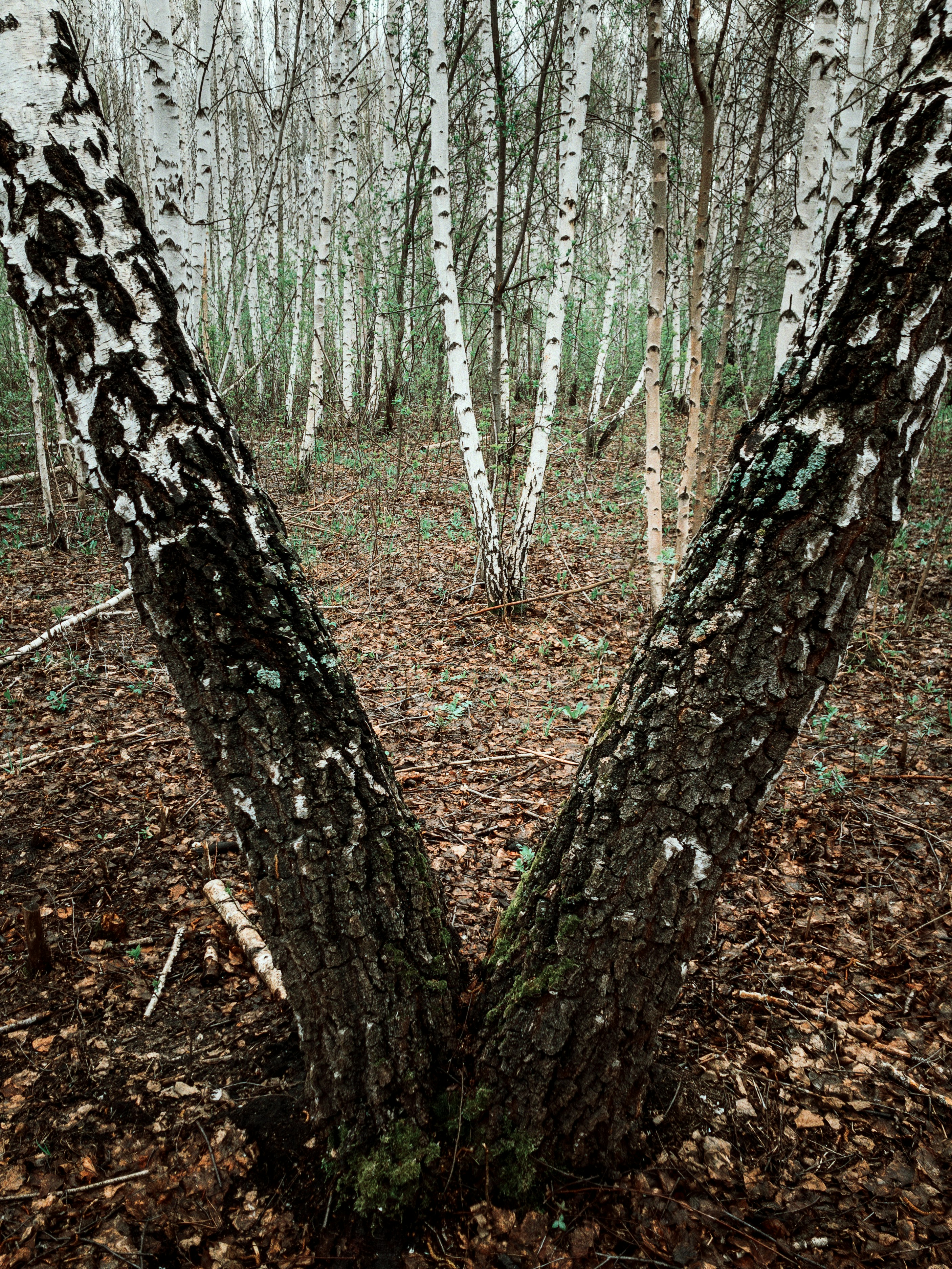 V-shaped birch trunks meeting at the forest floor