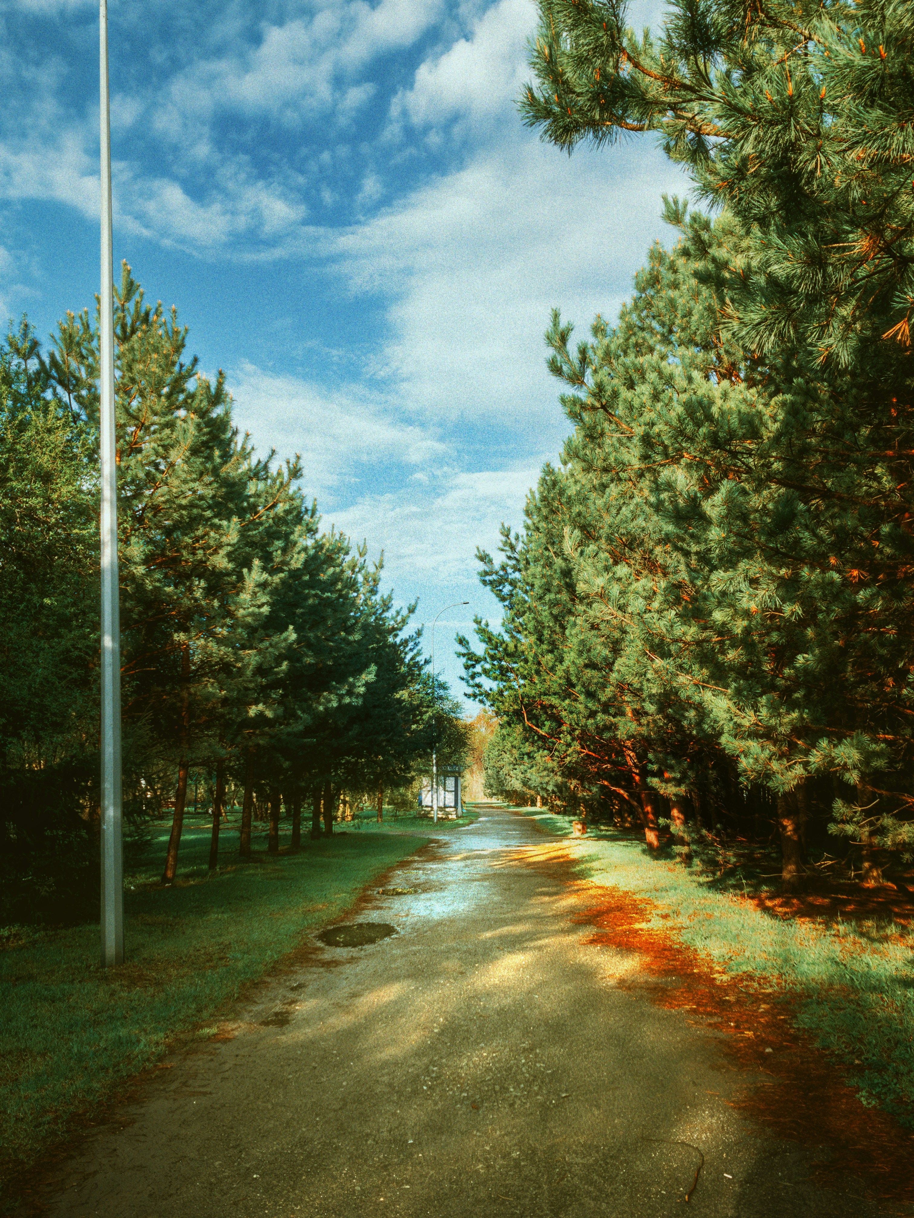 Sunlit Pine Avenues: A Quiet Path Through Trees