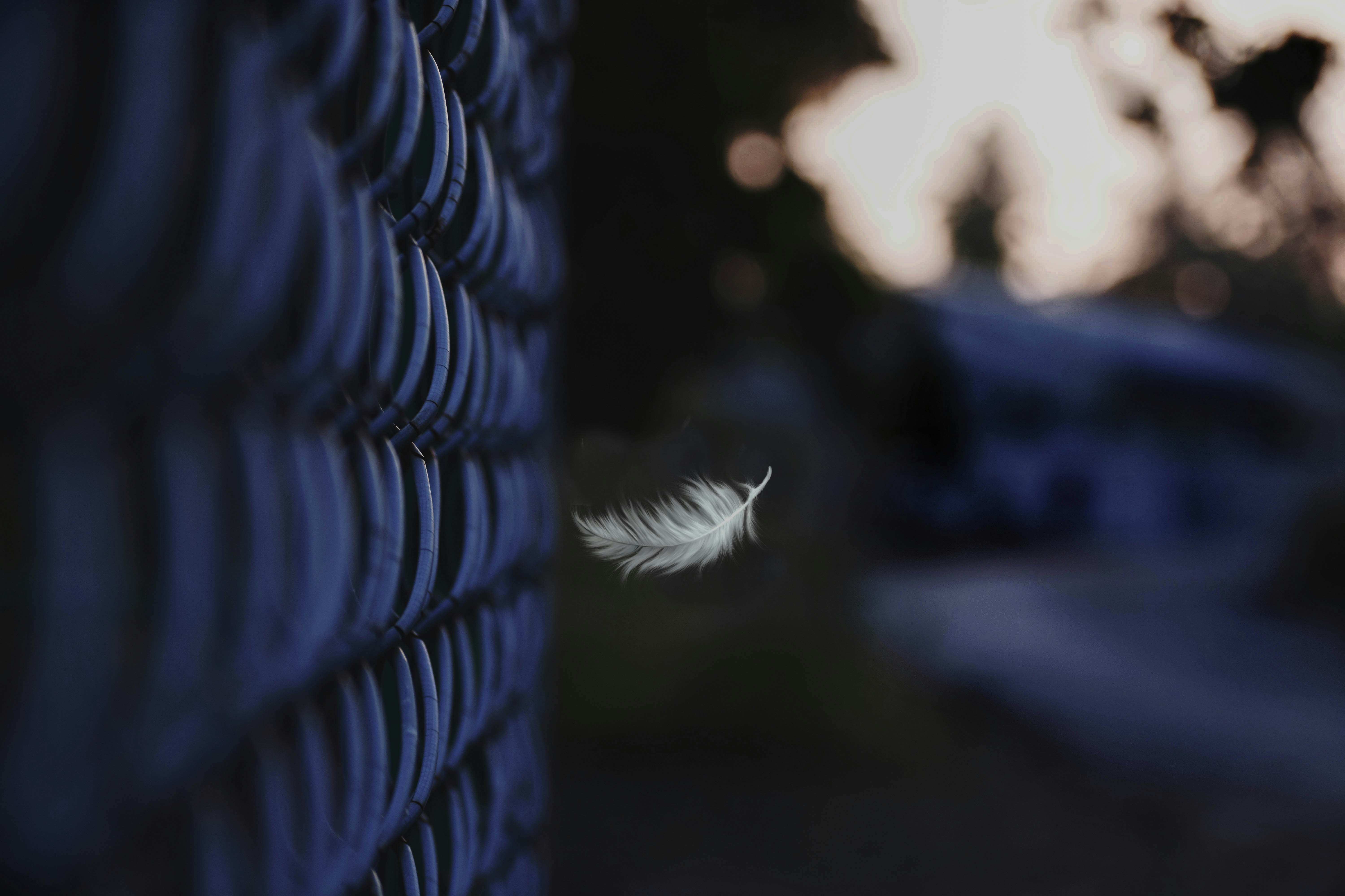 Feather in Focus: A Quiet Moment by the Fence
