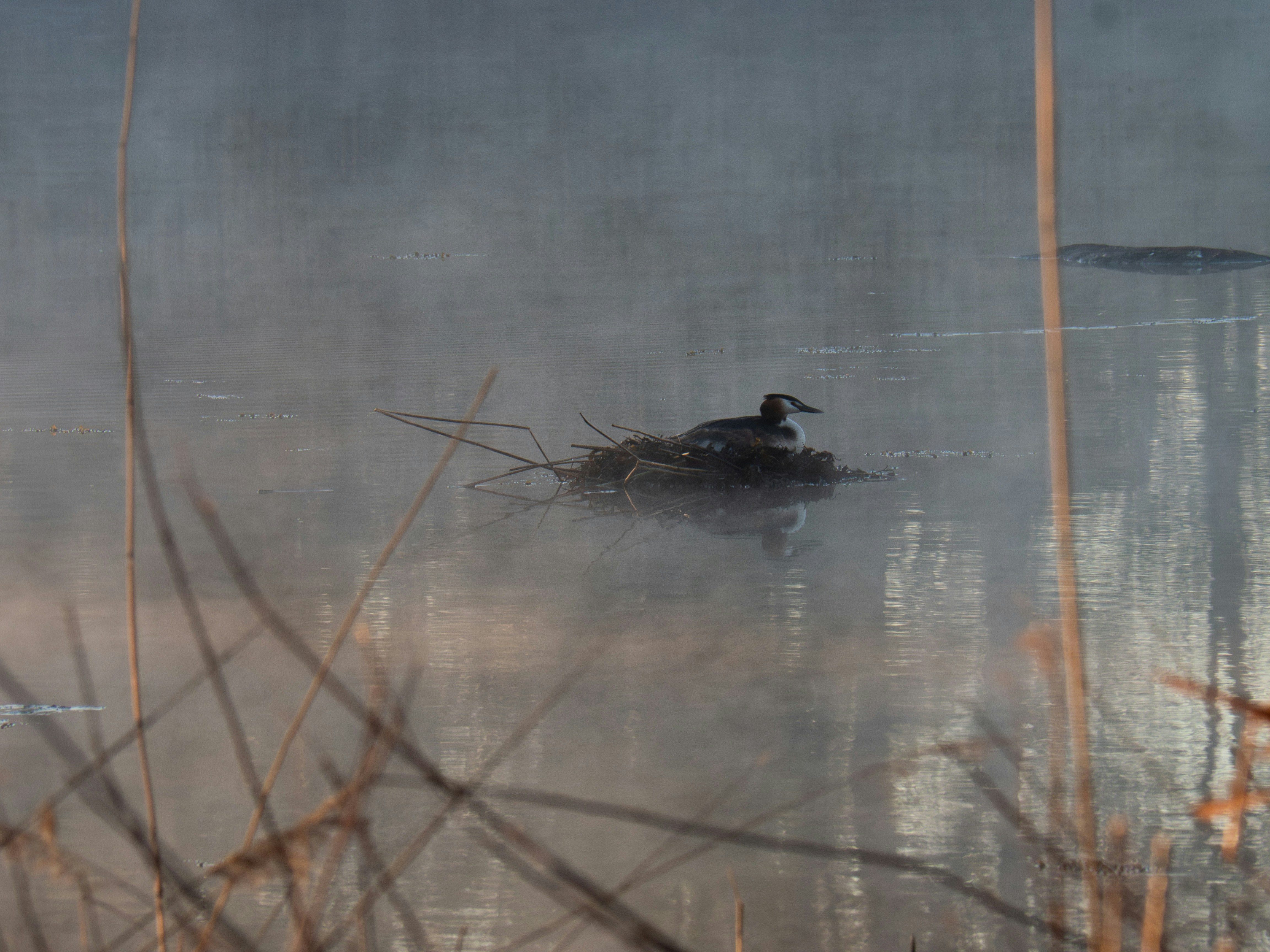 Mute Messenger on a Misty Pond