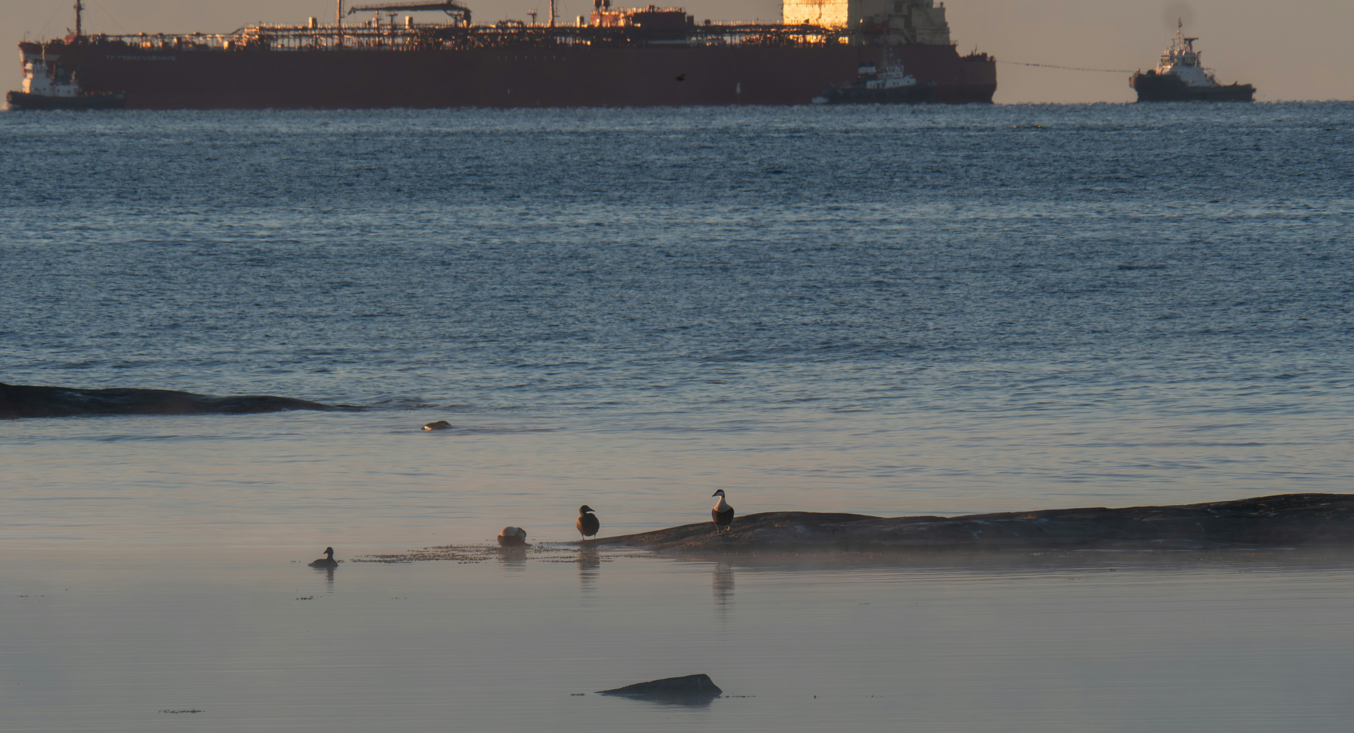 Horizon Lines: Birds at Dusk with a Cargo Ship