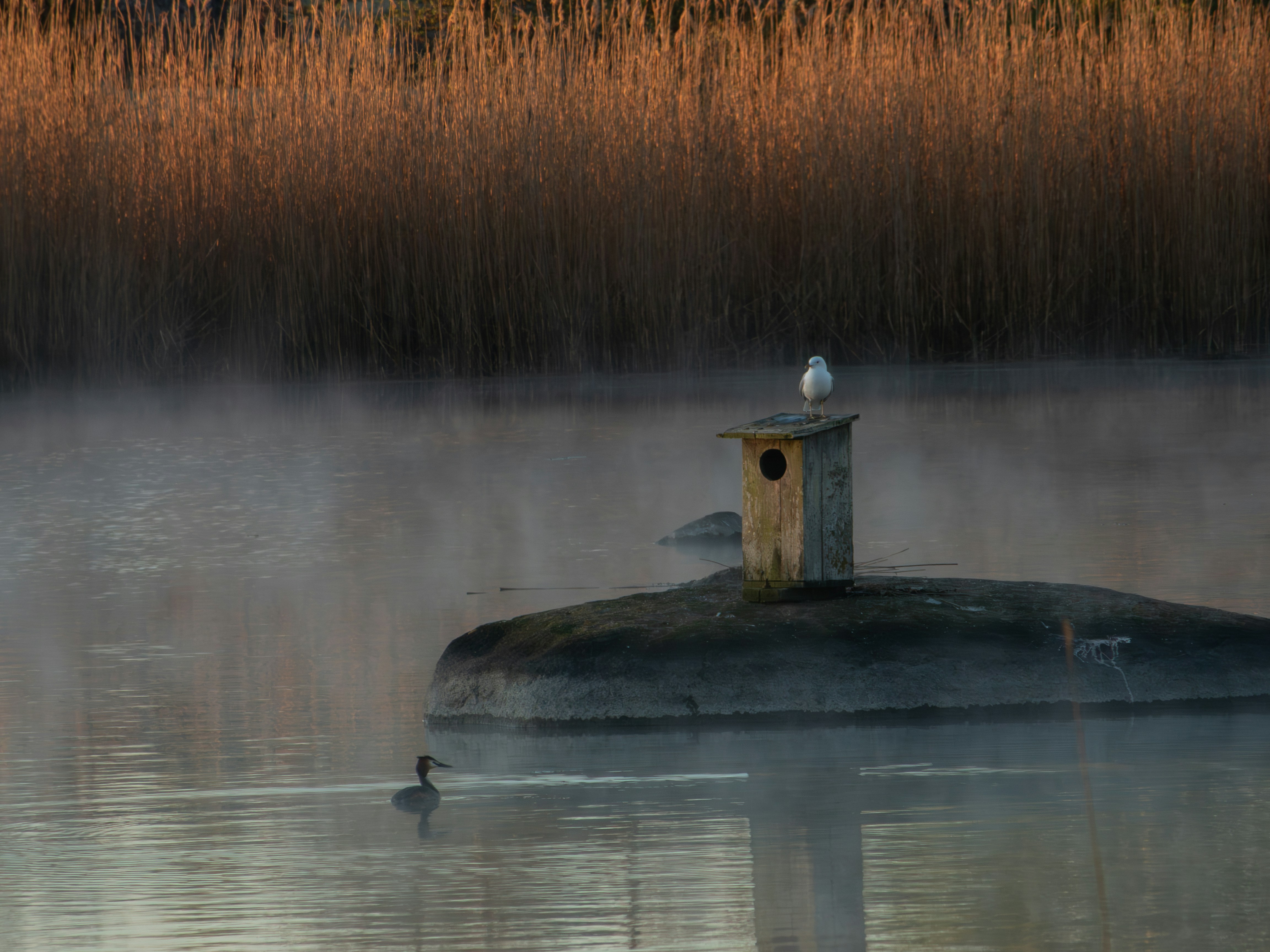 Secluded nesting post: gull on a misty dawn sentinel