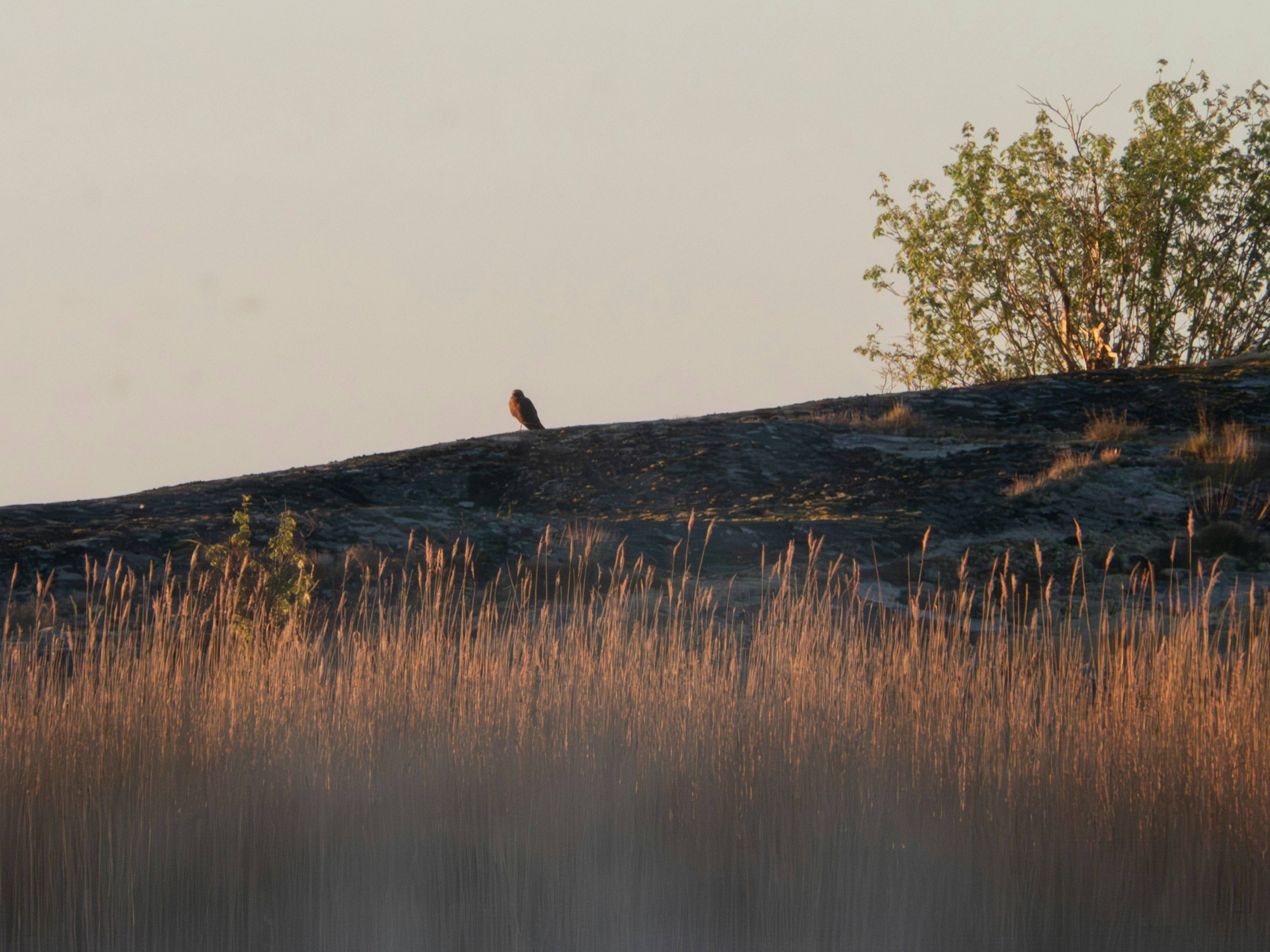  lone bird perched on a sunlit dune at golden hour