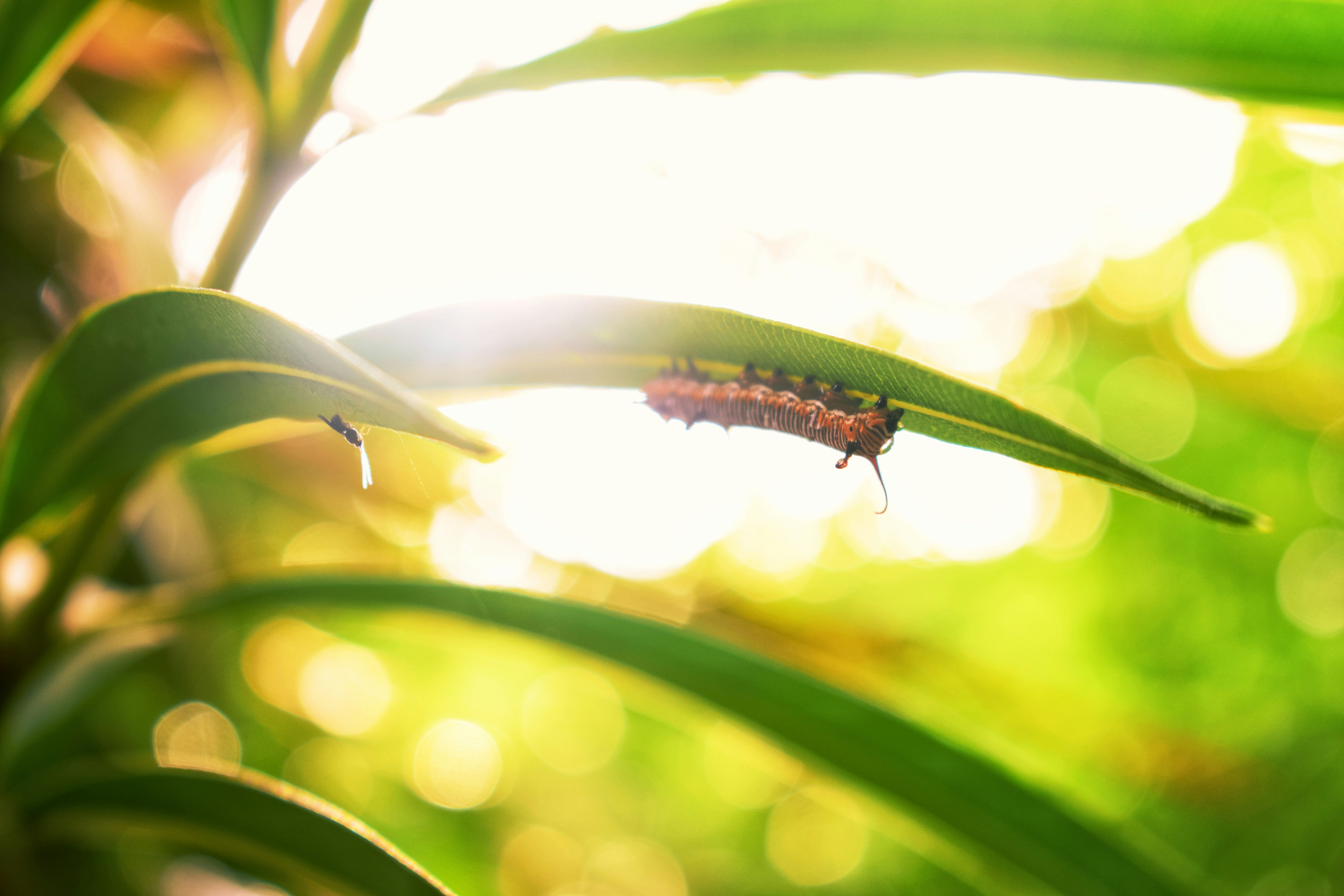 Mid-Leaf Pursuit: A Tiny Caterpillar Crossing the Green Corridor