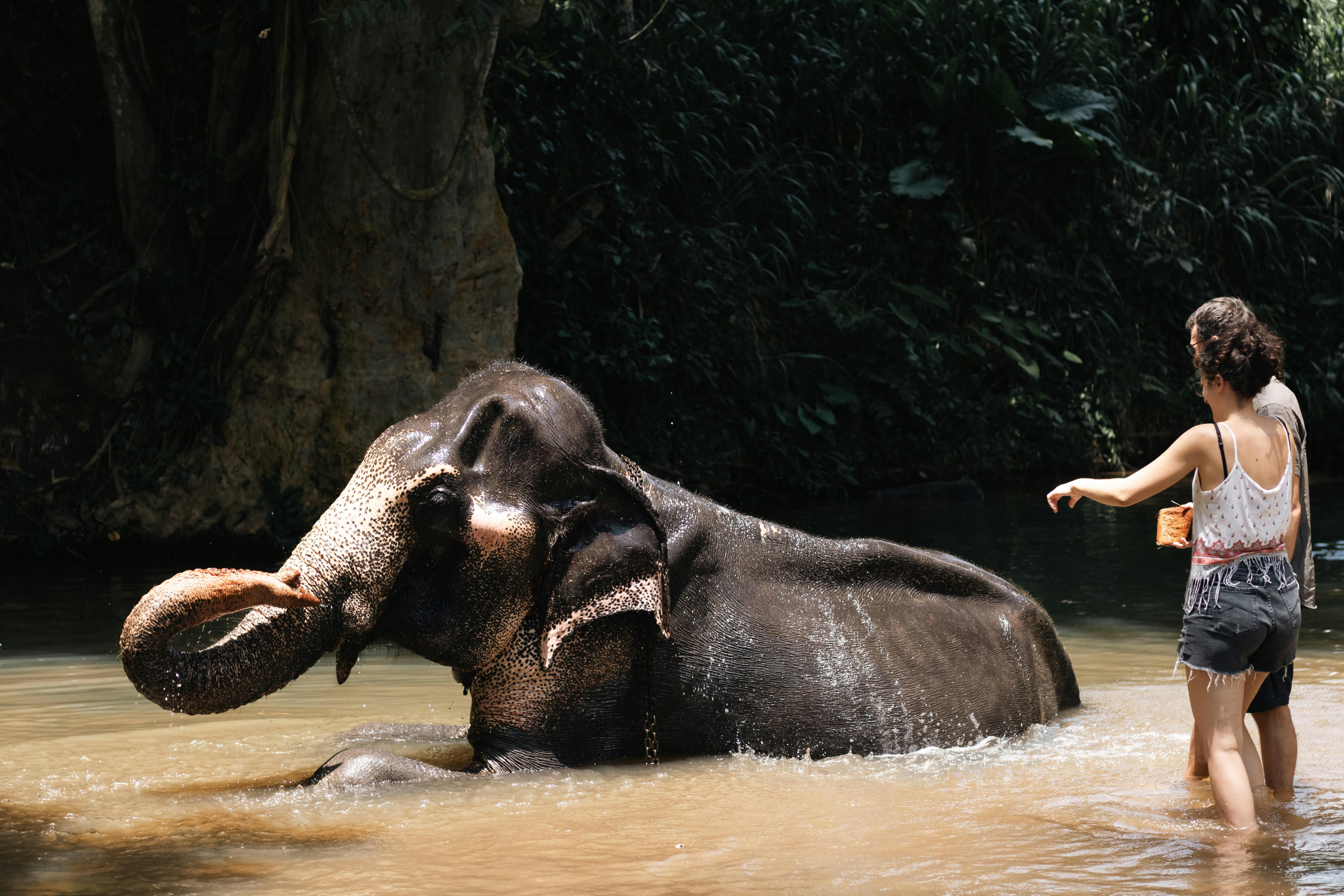 Elephant in the River: A Close Encounter with Gentle Giants