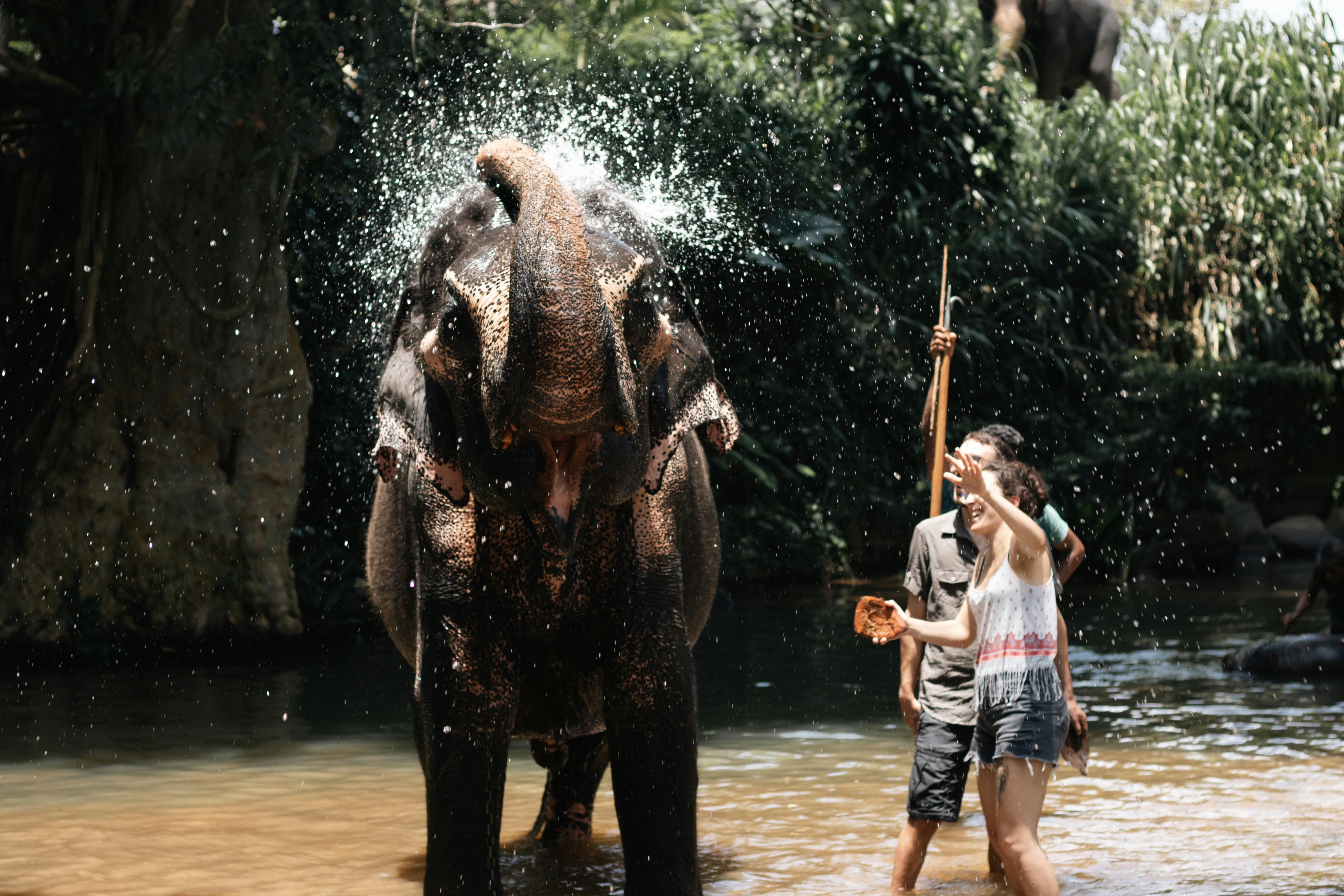 Dusty Shower: Elephant and Children Play in Shallow River