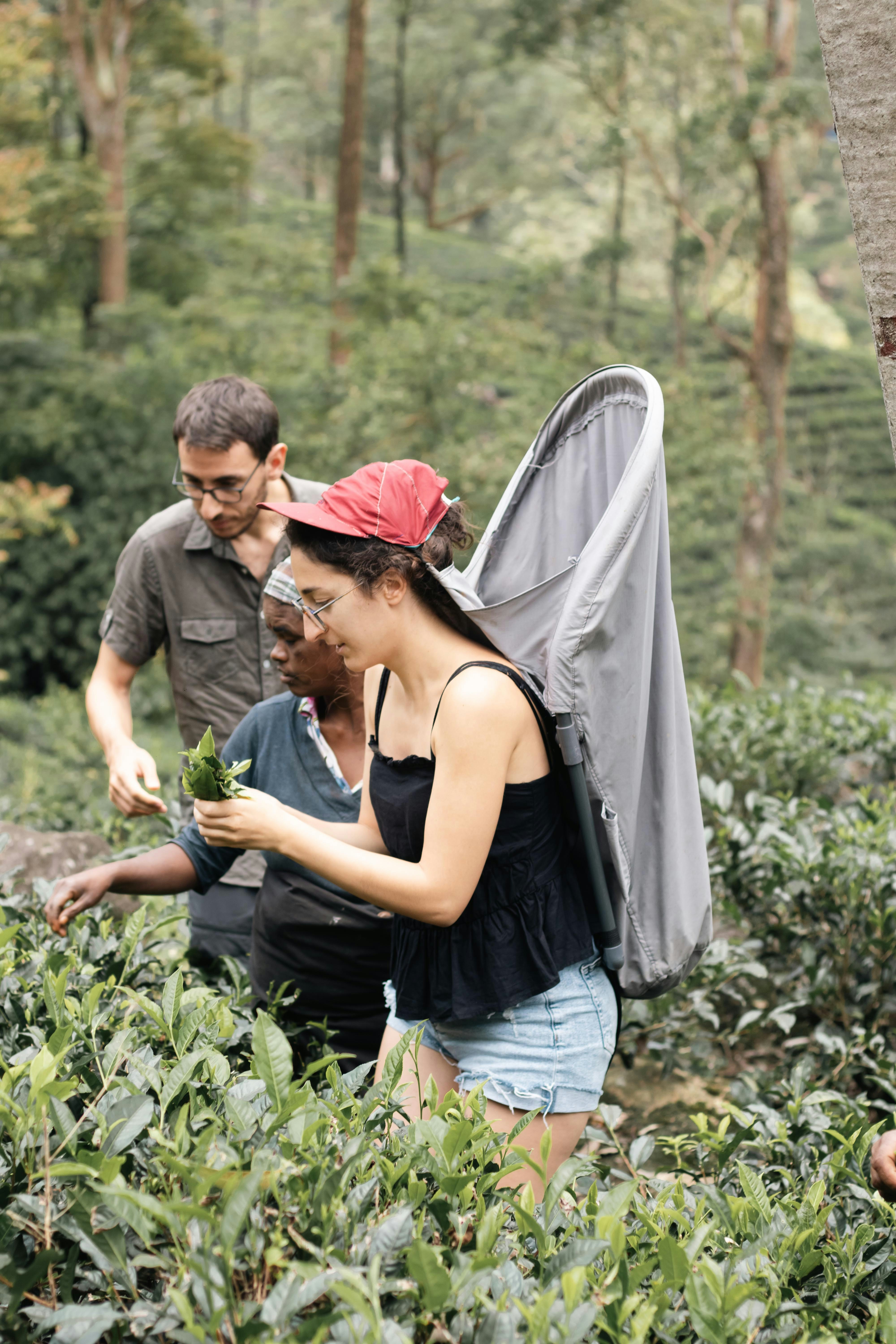 Tea Leaf Harvesters: Focused Hands and Backpack Frame in a Forest Patch