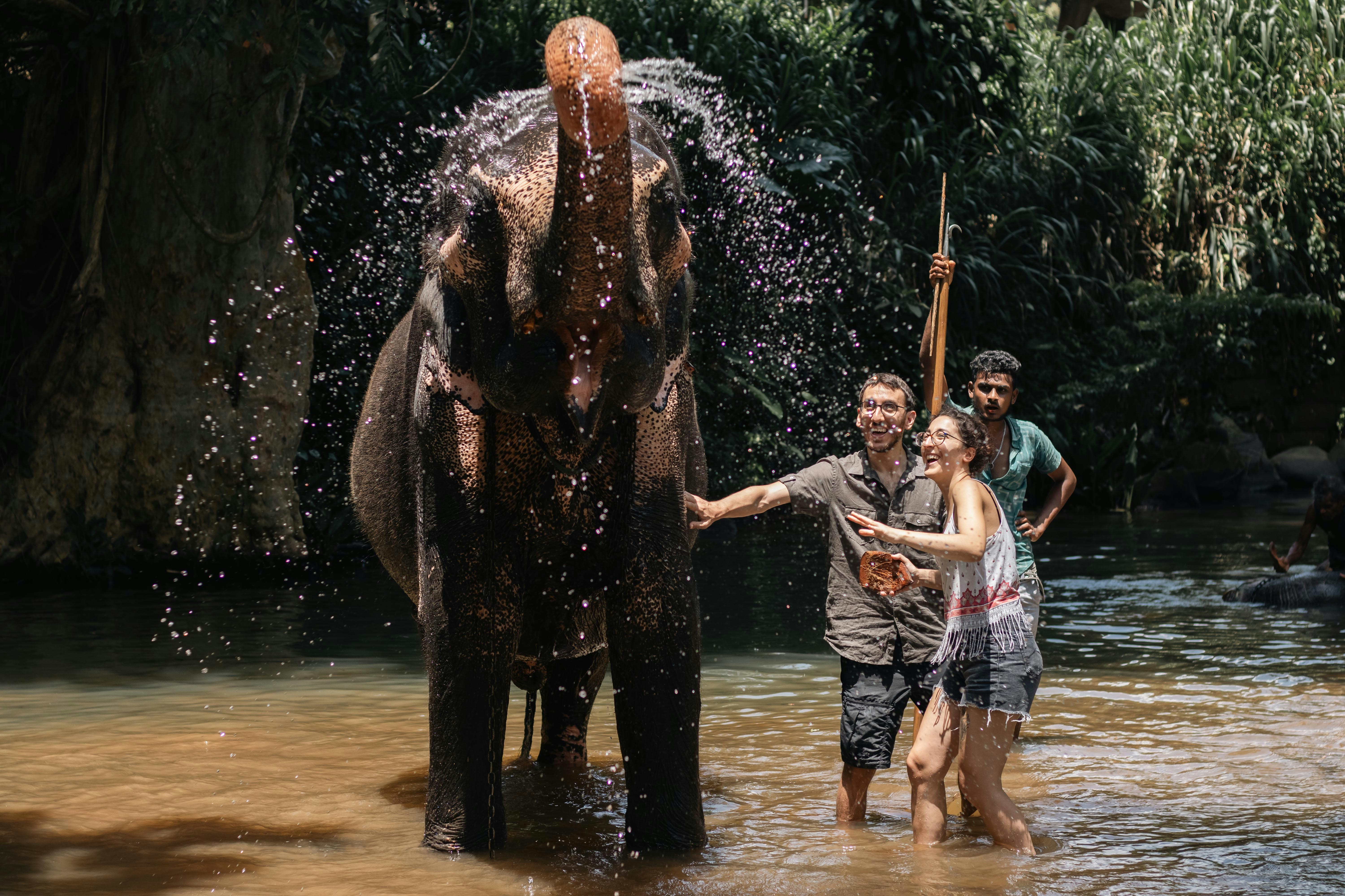 Splash of Joy: Elephant Bath Time with a Budding Family