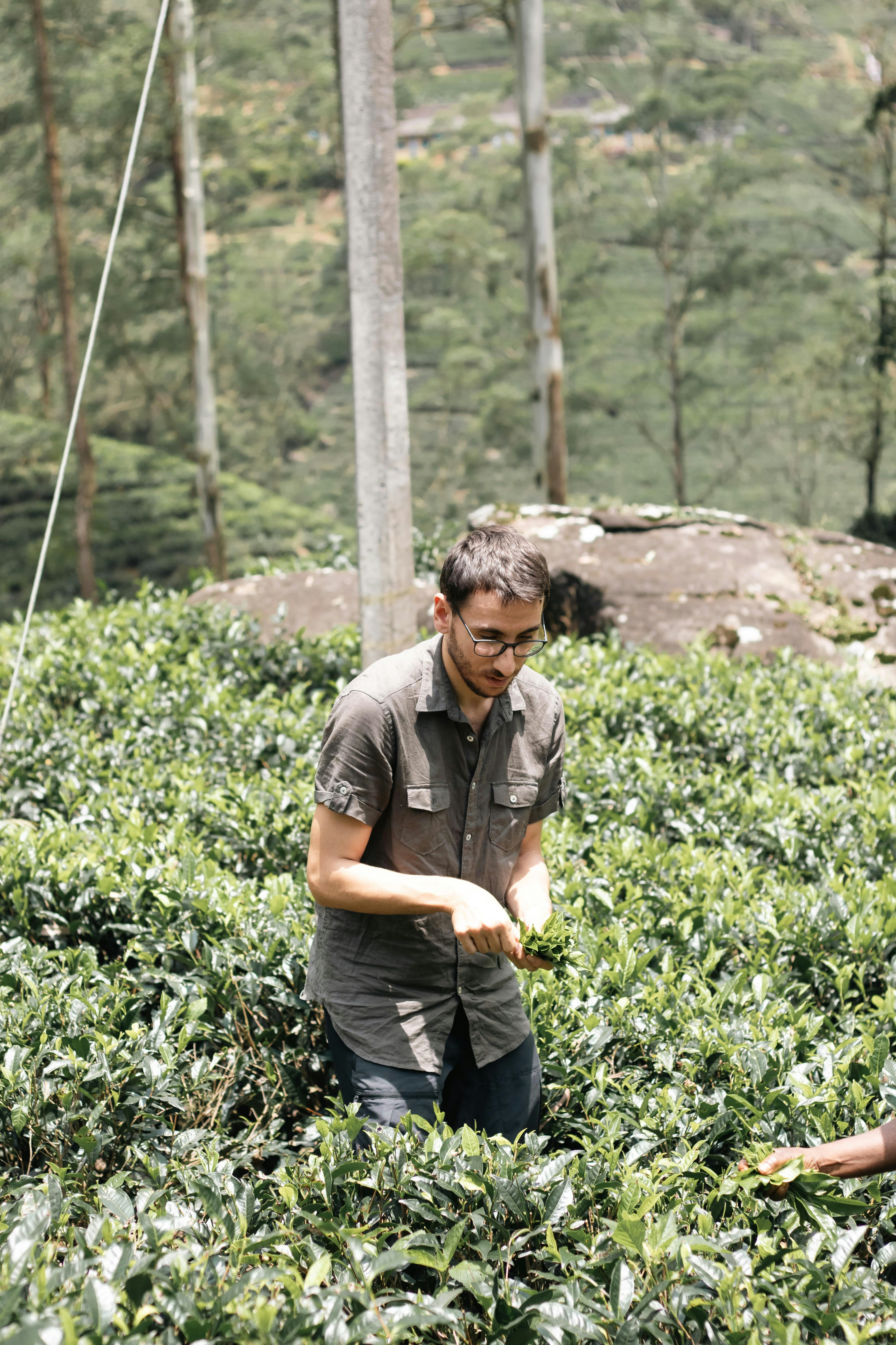 Tea leaves and a thoughtful moment in a sunlit tea plantation
