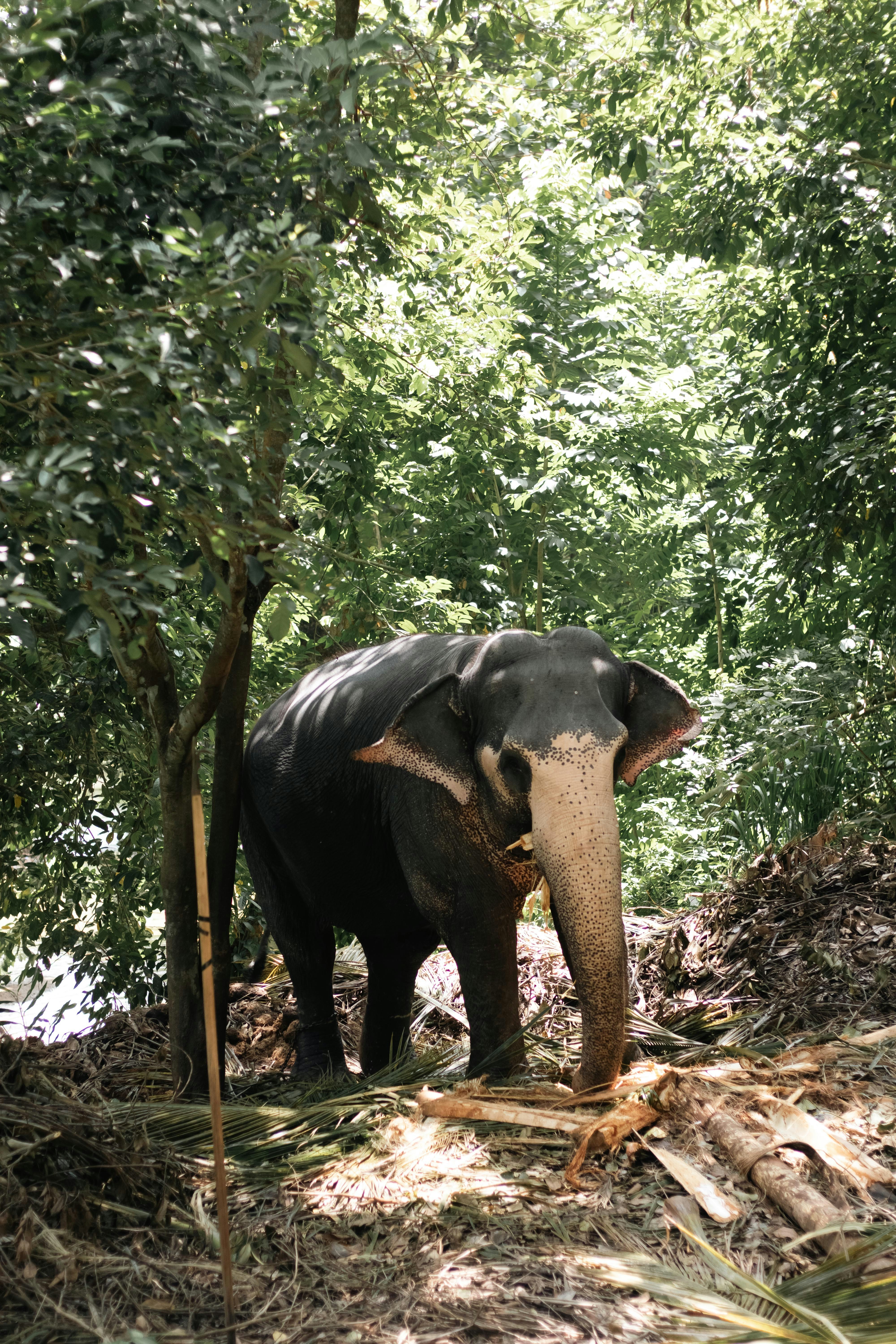 Majestic Elephant among sunlit tropical foliage
