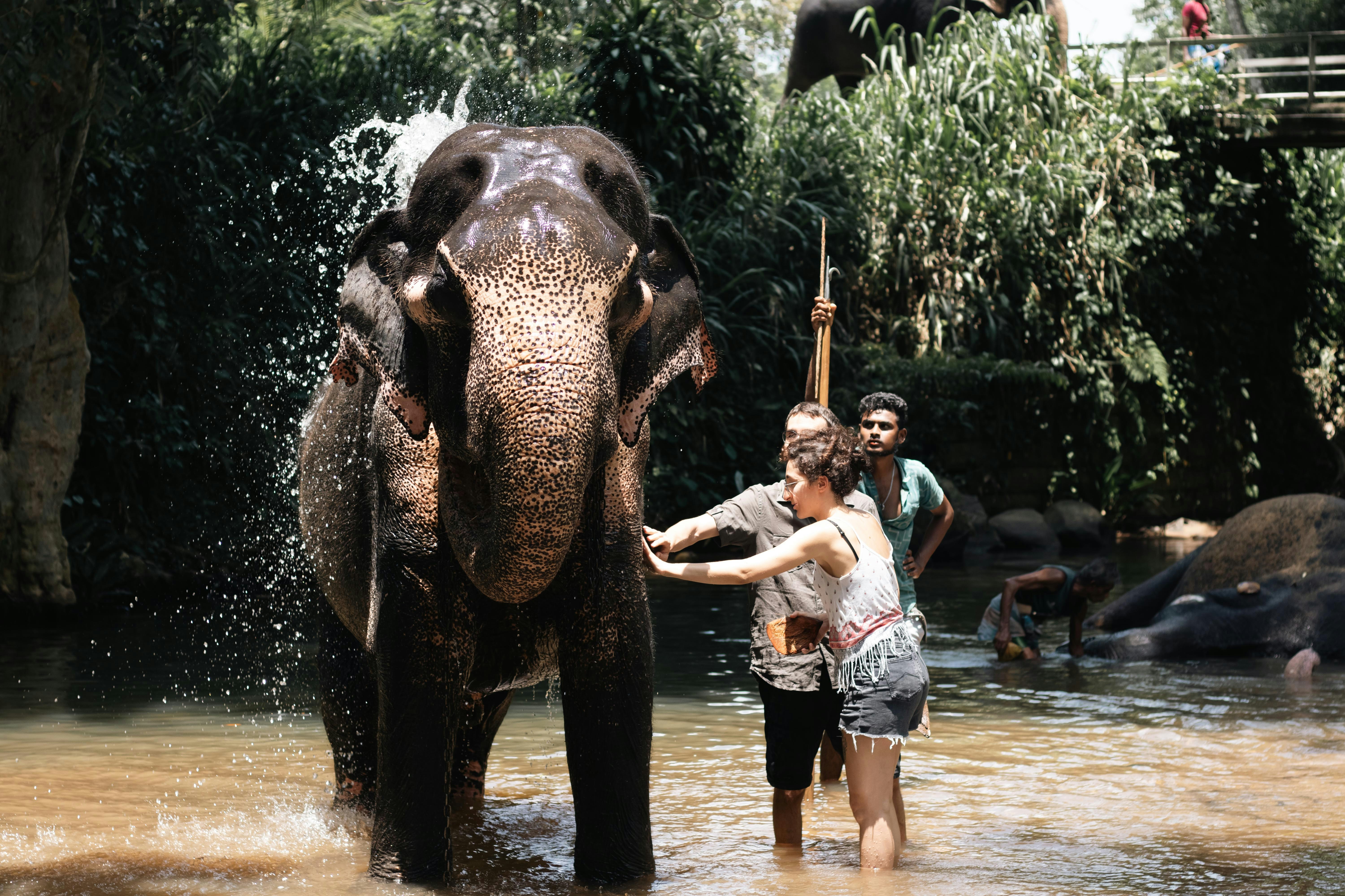 Elephant Bath: Gentle Giant at the Water's Edge