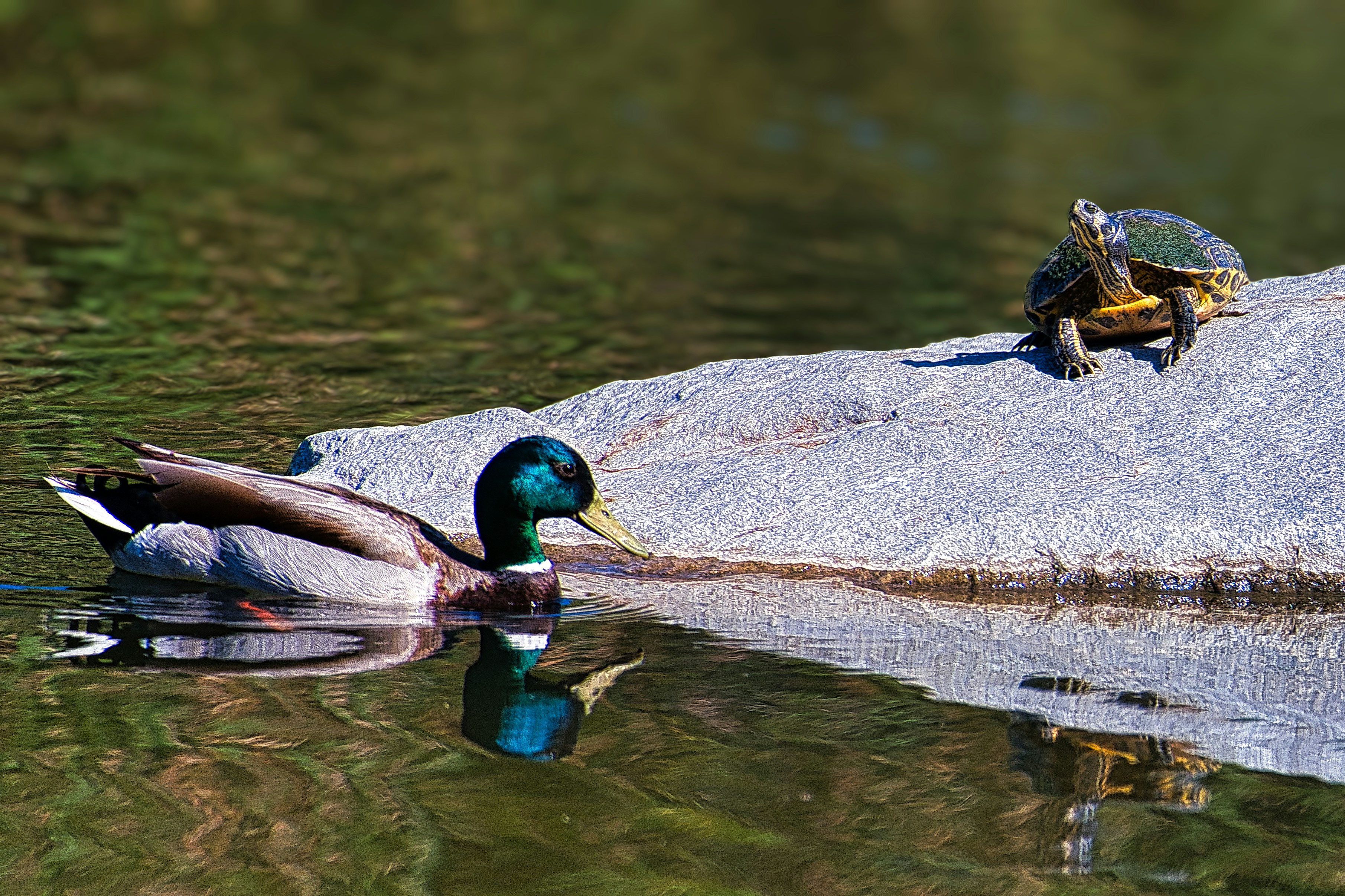 A Mallard and a Terrapin Share a Quiet River Bend