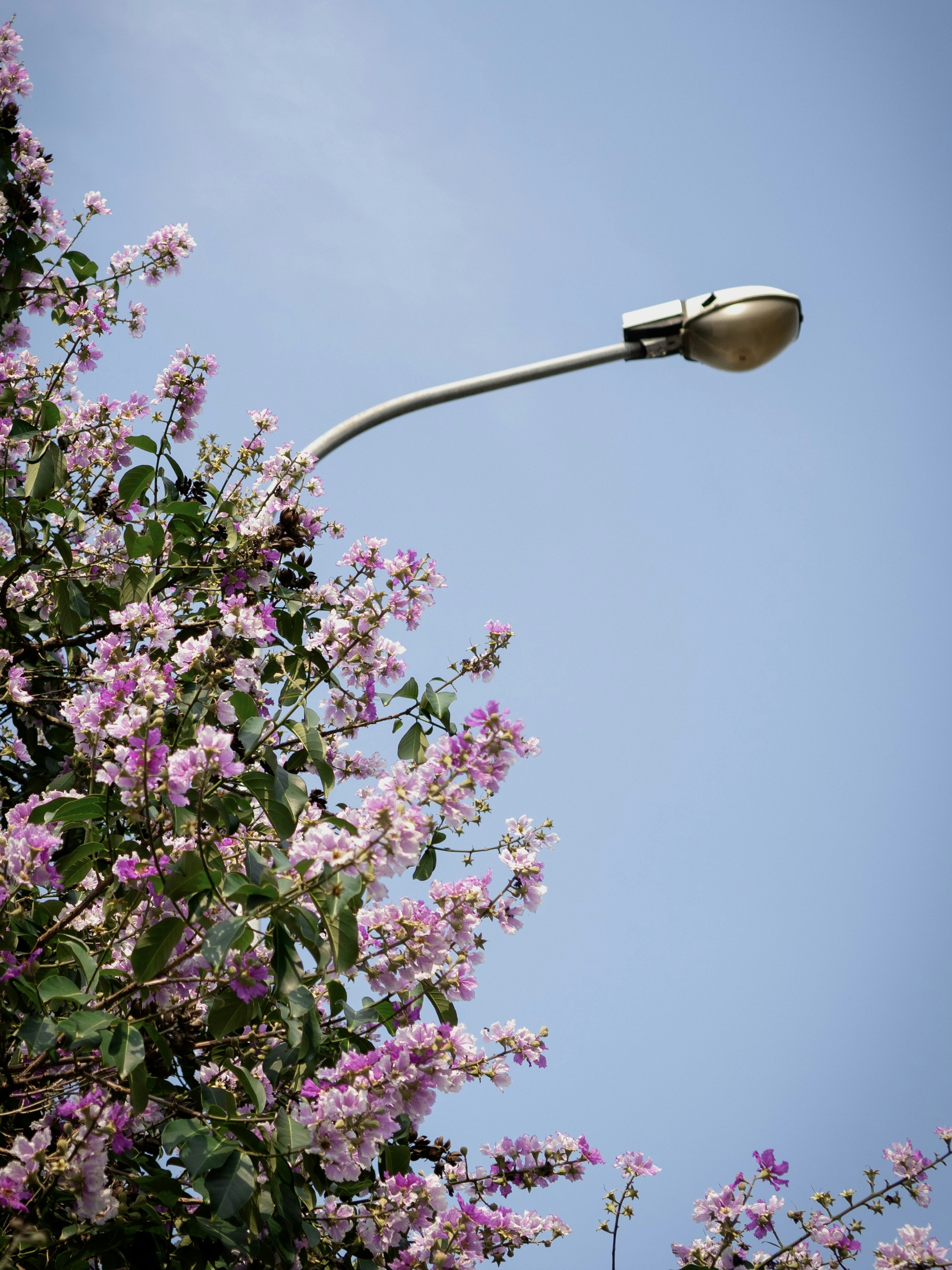 Pink blossoms crown a streetlamp under a clear midday sky
