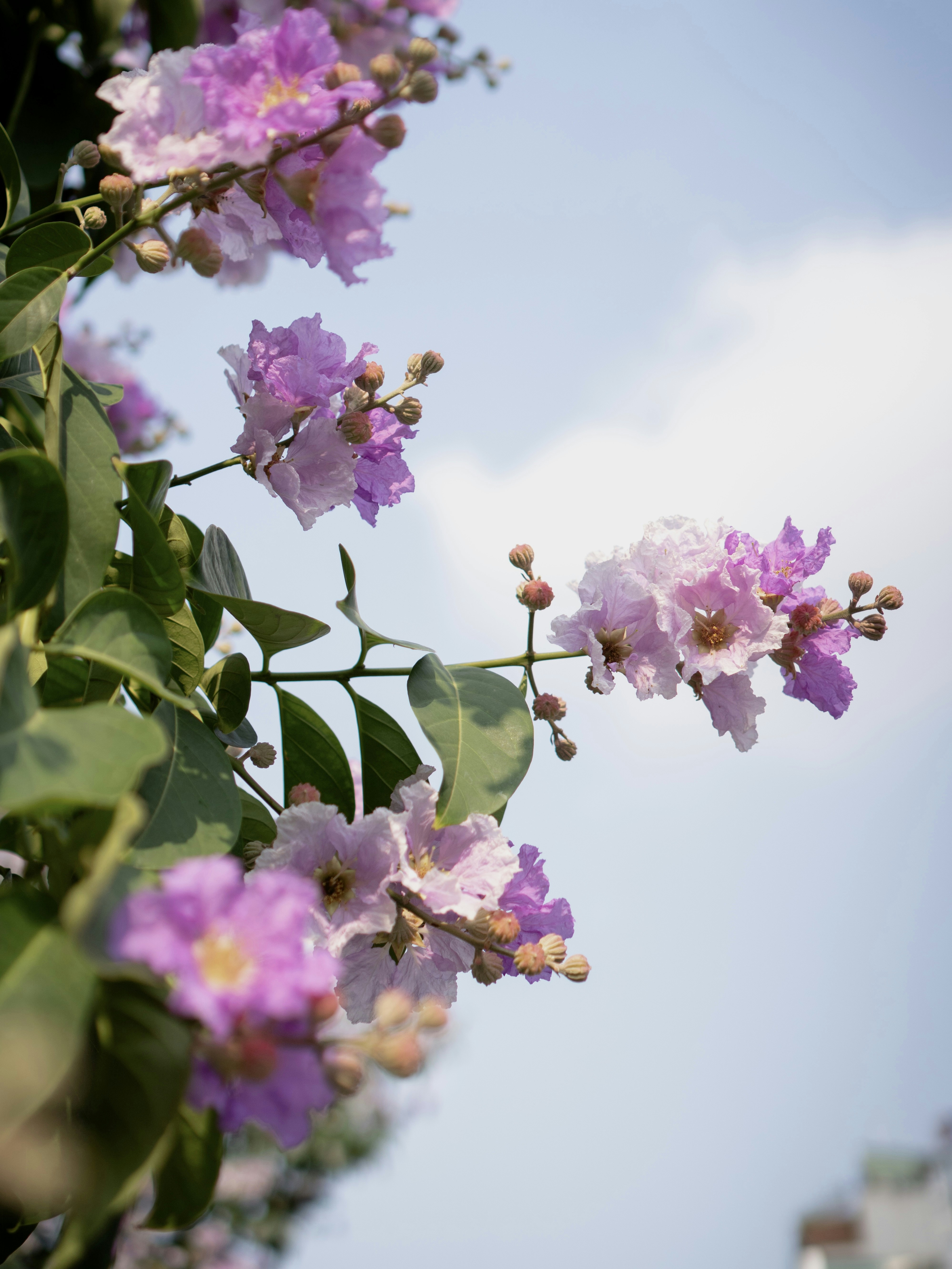 Blooms in the Blue: Lavender-Pink Crests Against a Sky
