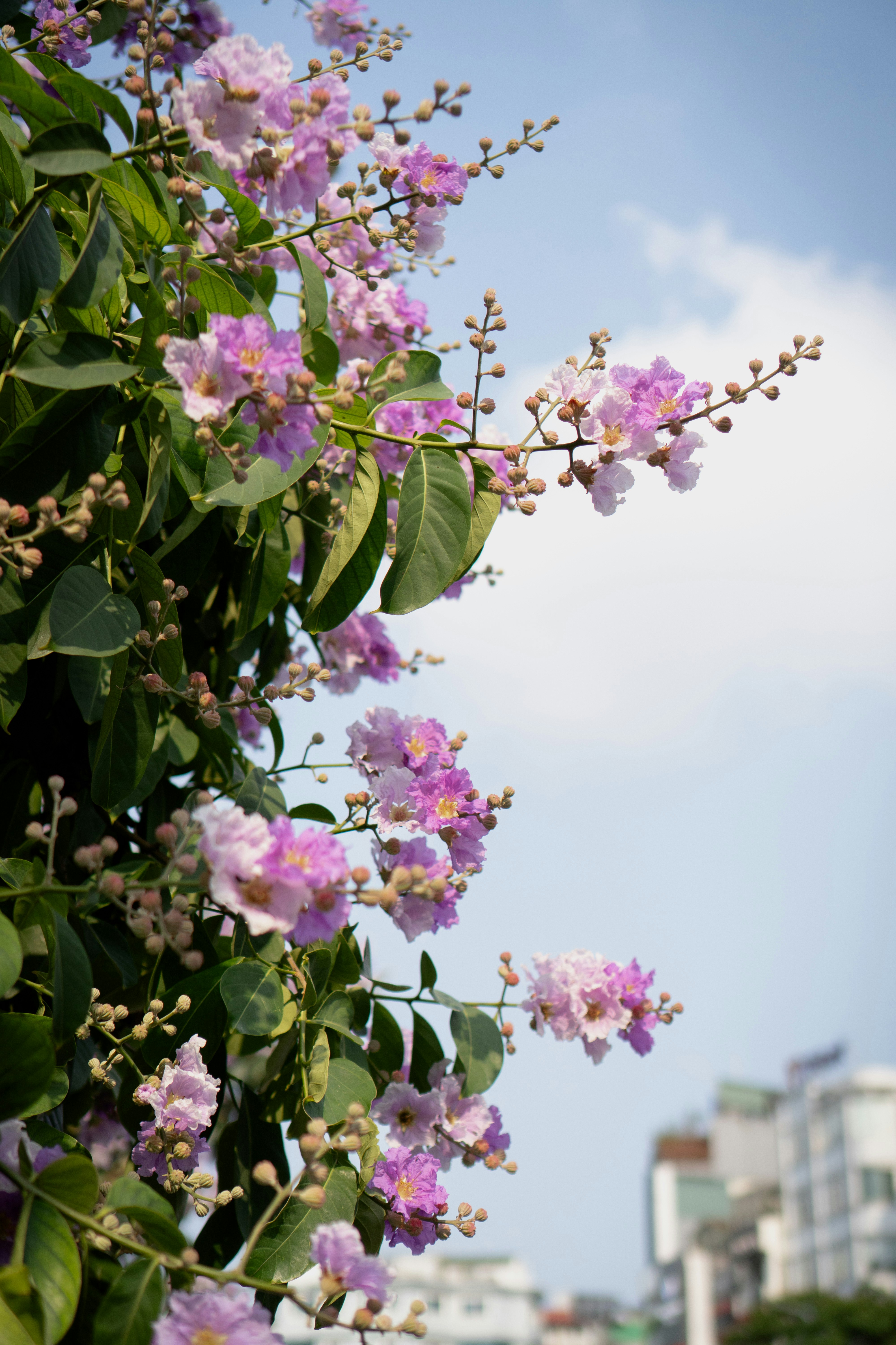 Blossoms in a Gentle Skyline