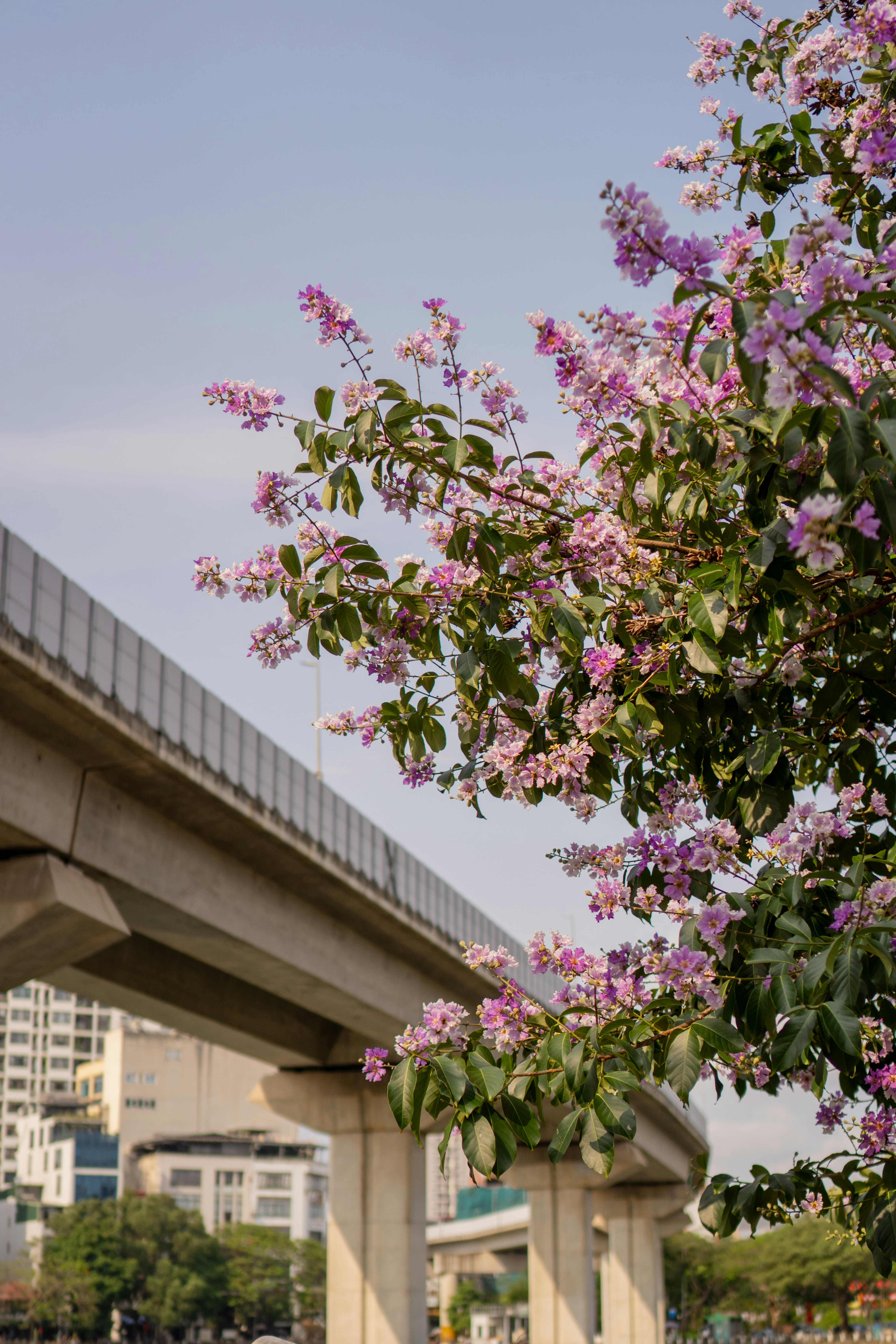 Bougainvillea Bloom by the Overpass
