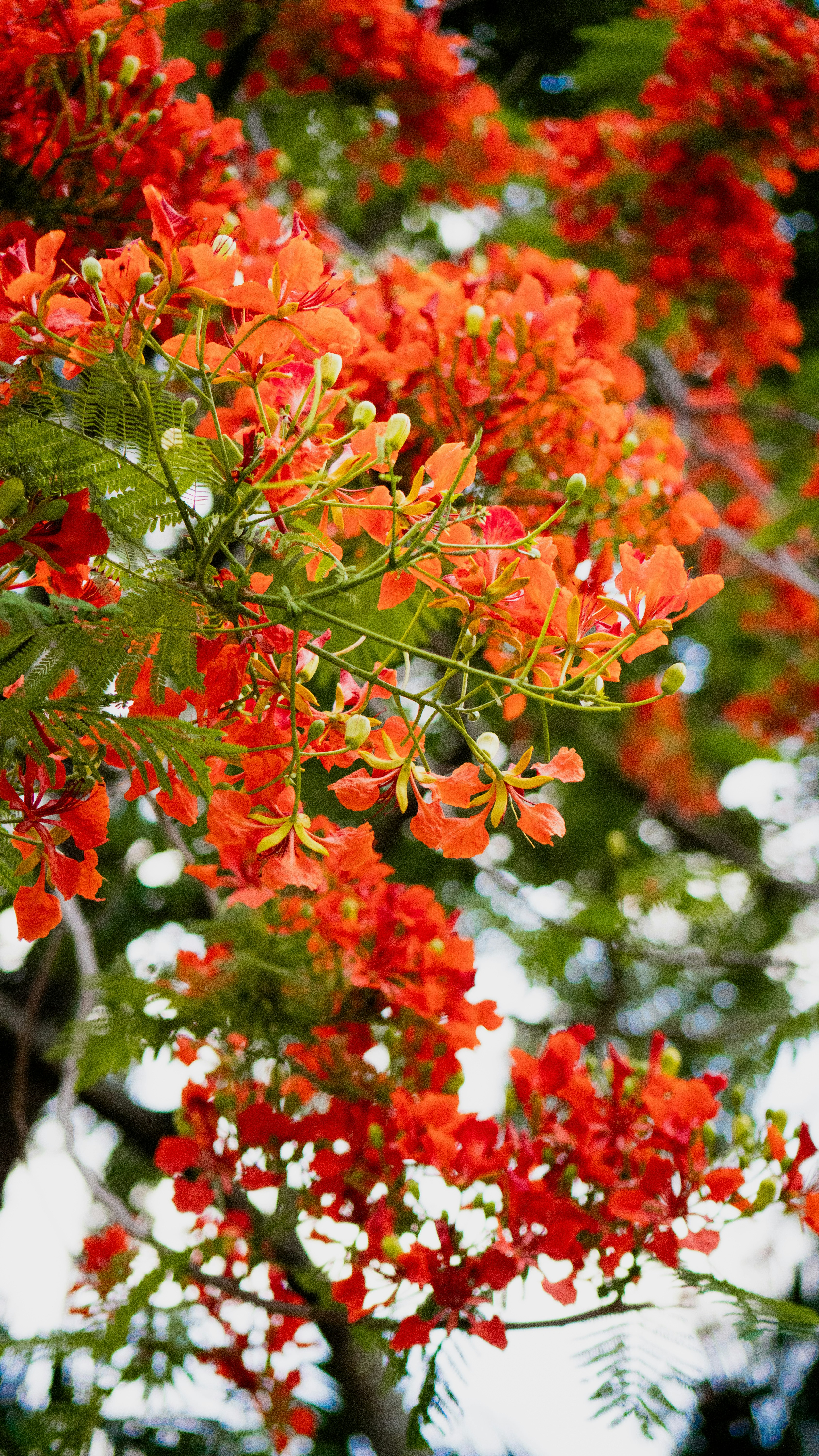 Crimson Cascades: Firecracker Blooms Against a Lush Canopy