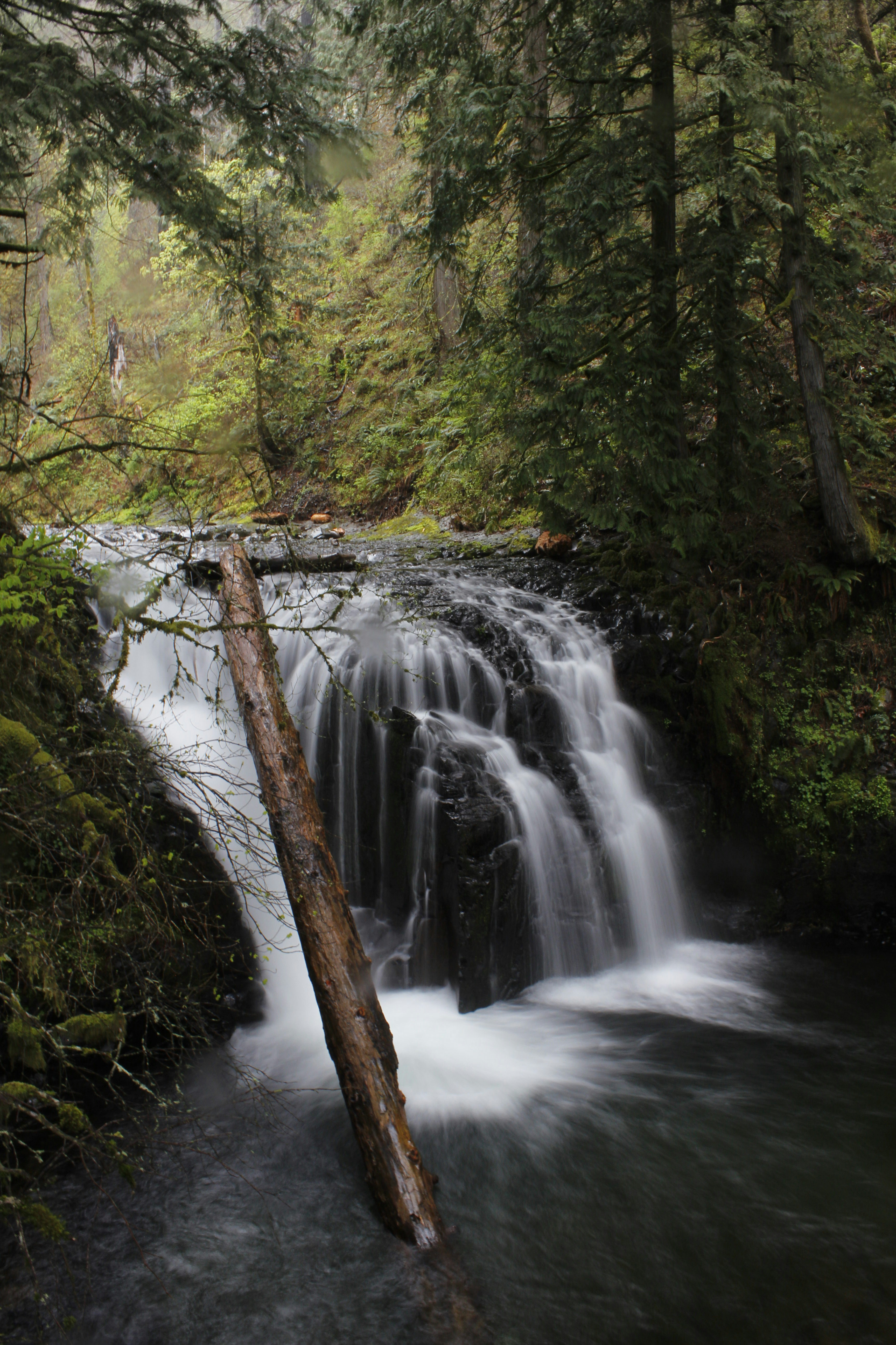 Forest Cascade: A Log Bends the River's Flow at Dappled Light