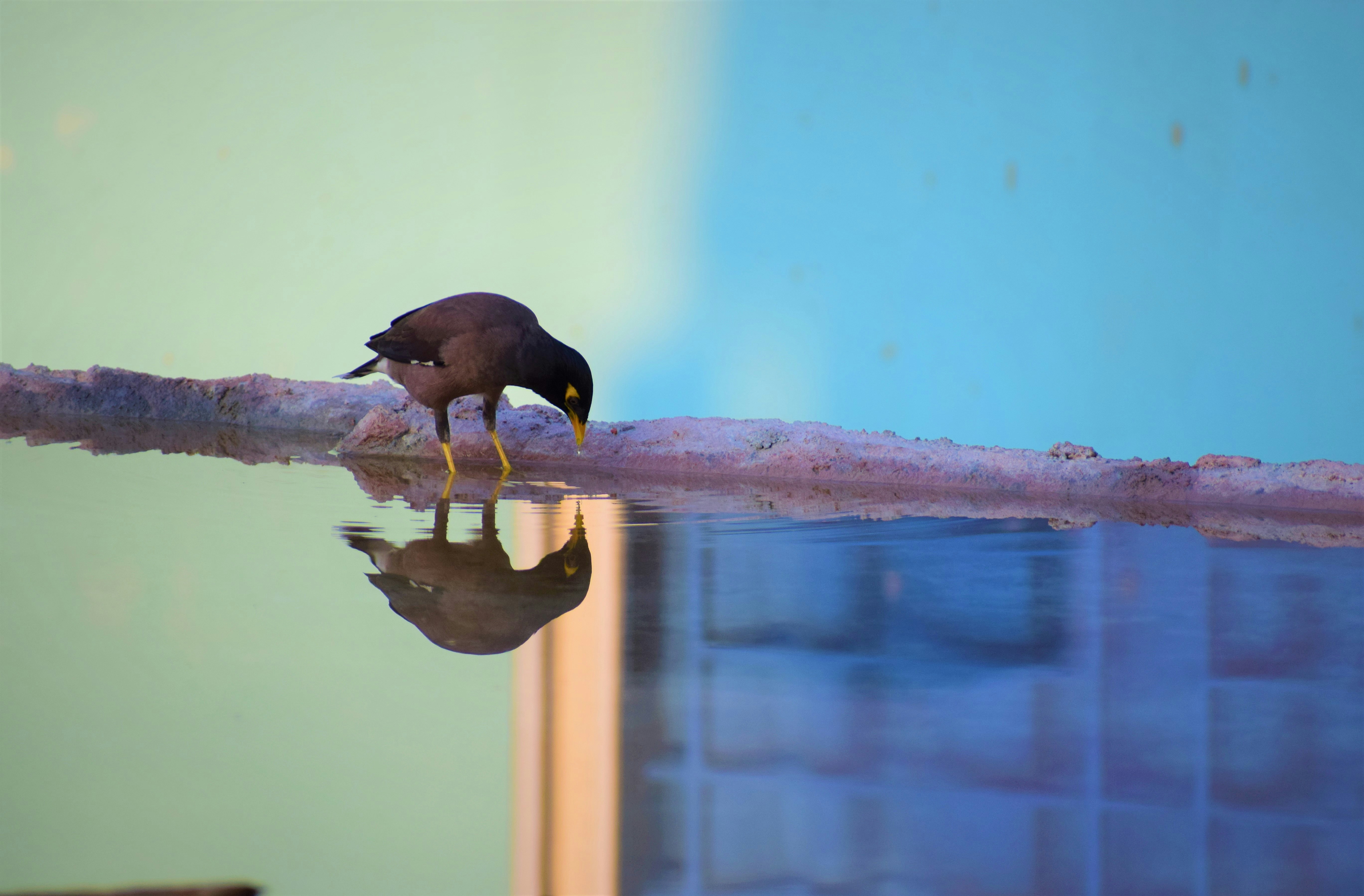 Reflection at the Edge: A Moorhen on a Pipeline