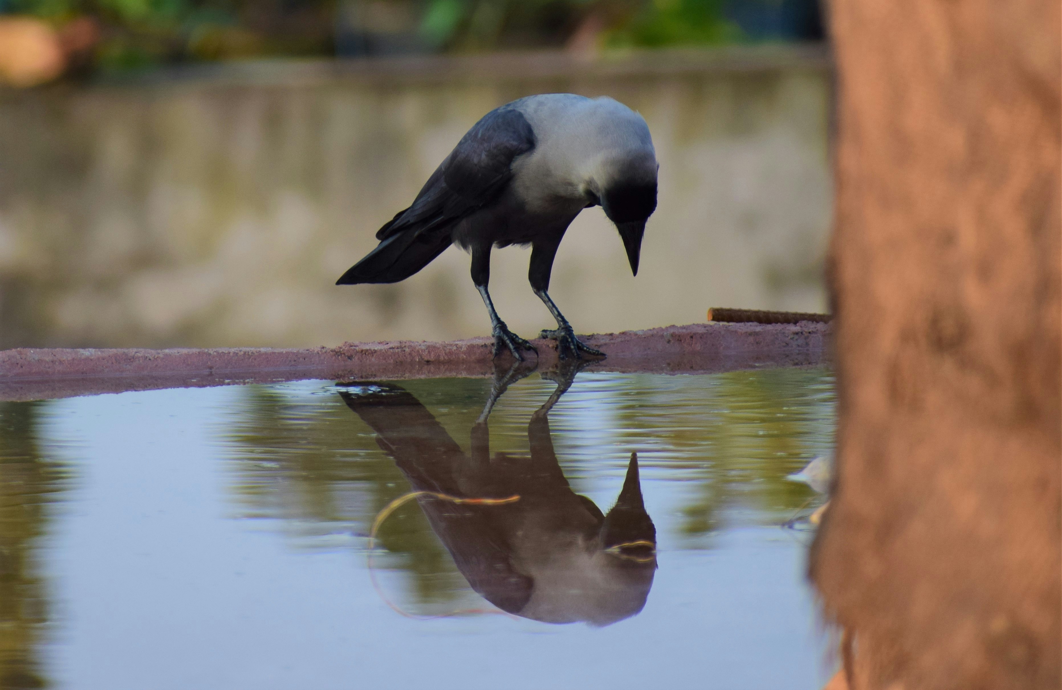 Midflight Gaze: A Crow Balances on a Railing and Its Reflection