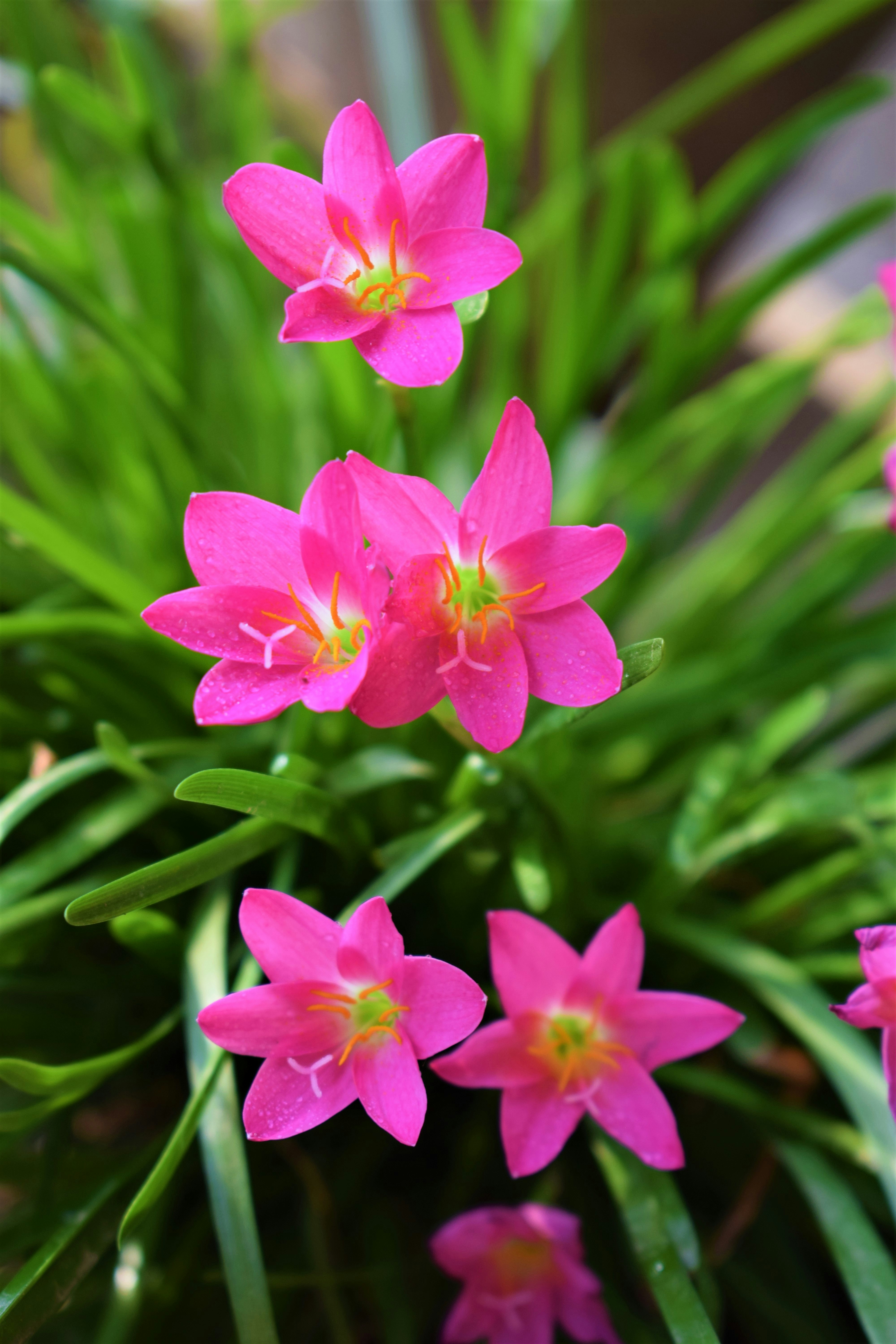 Pink Fireworks: trio of blooms in a garden blaze