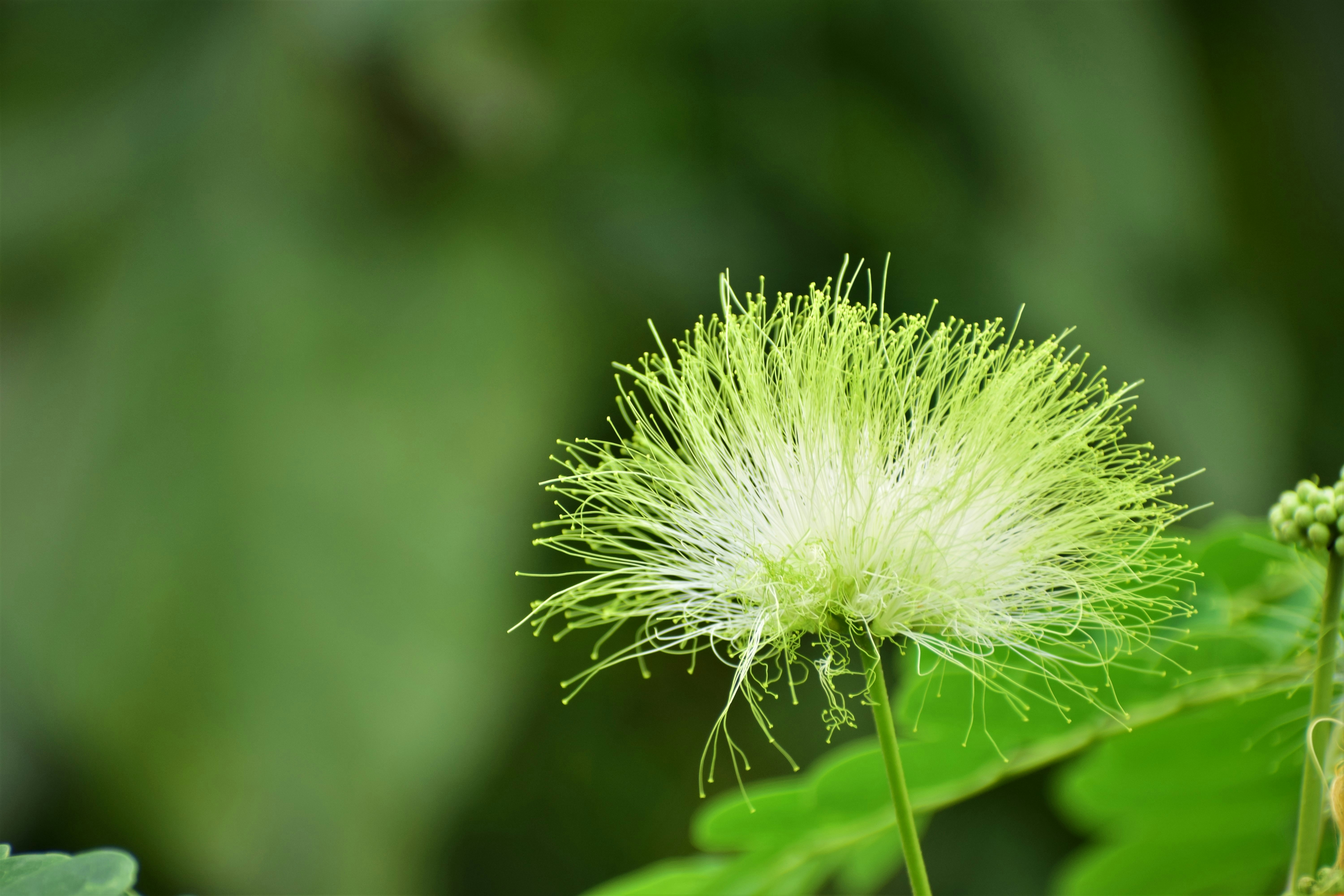 Radiant Silk: a Green Pistill Bloom against a Velvet Foliage Backdrop