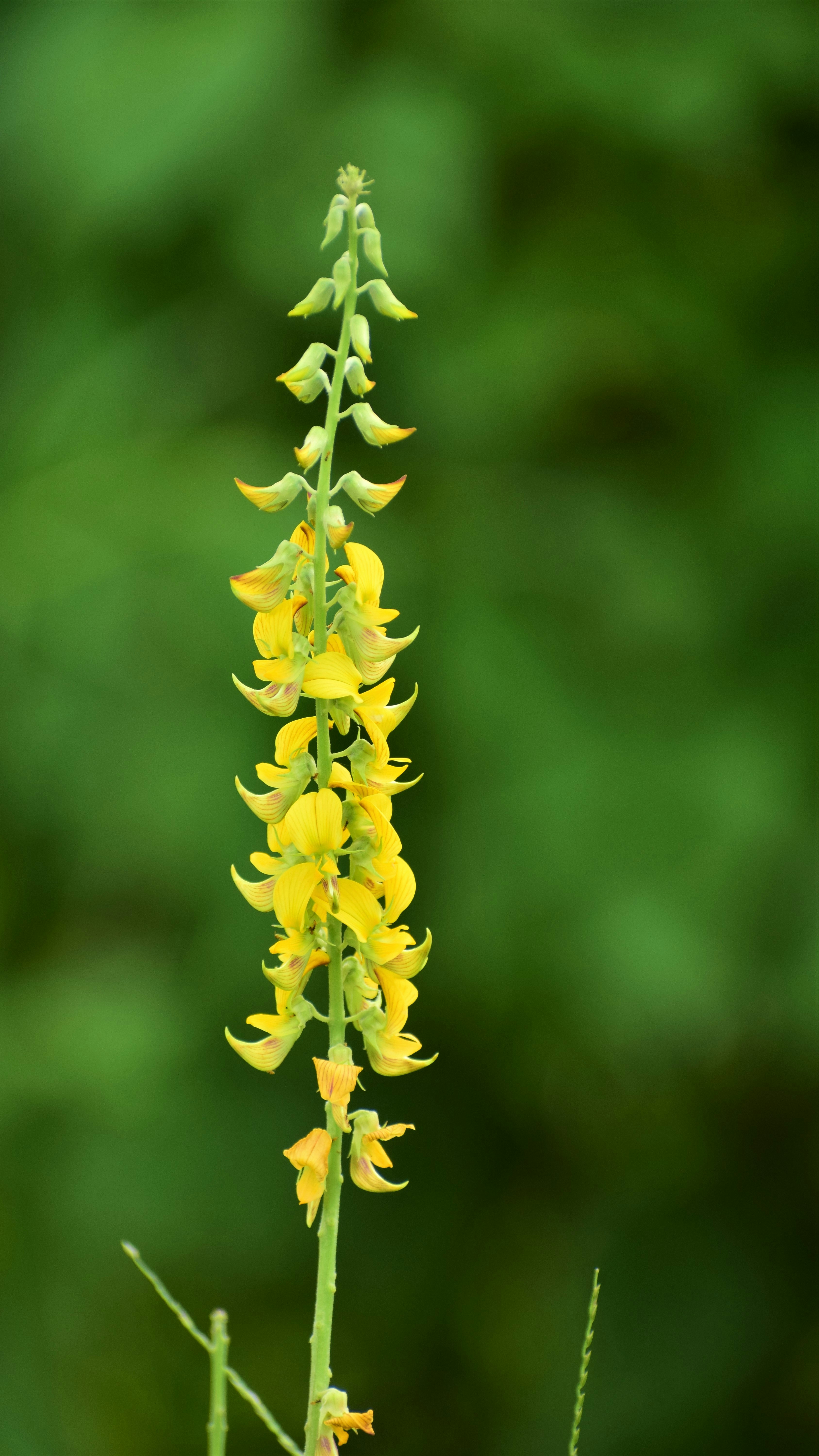 Vertical Yellow: a solitary orchid reaching toward the light